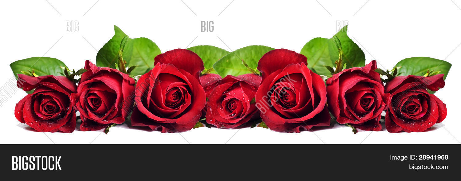 Seven Red Roses On Image & Photo (Free Trial) | Bigstock