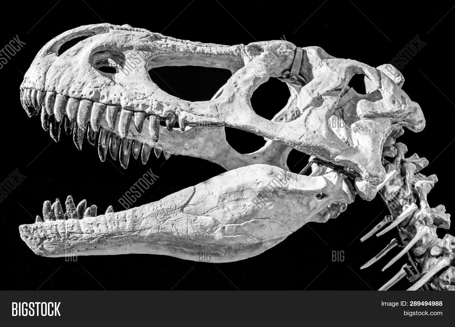 Dinosaur Skeleton Head