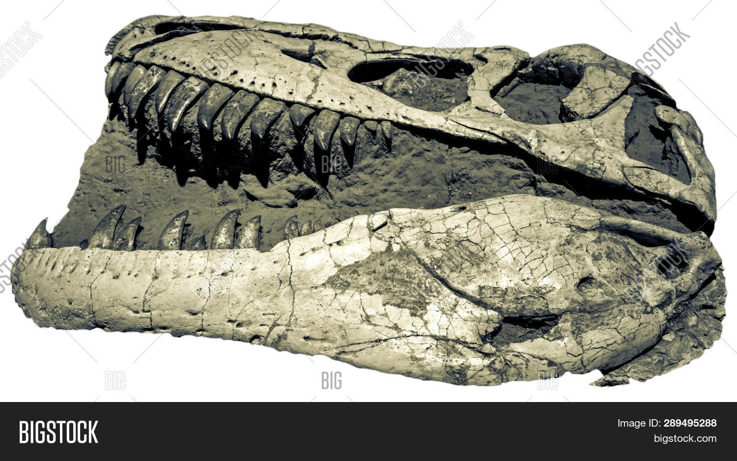 Dinosaur Fossil. Head Image & Photo (Free Trial) | Bigstock