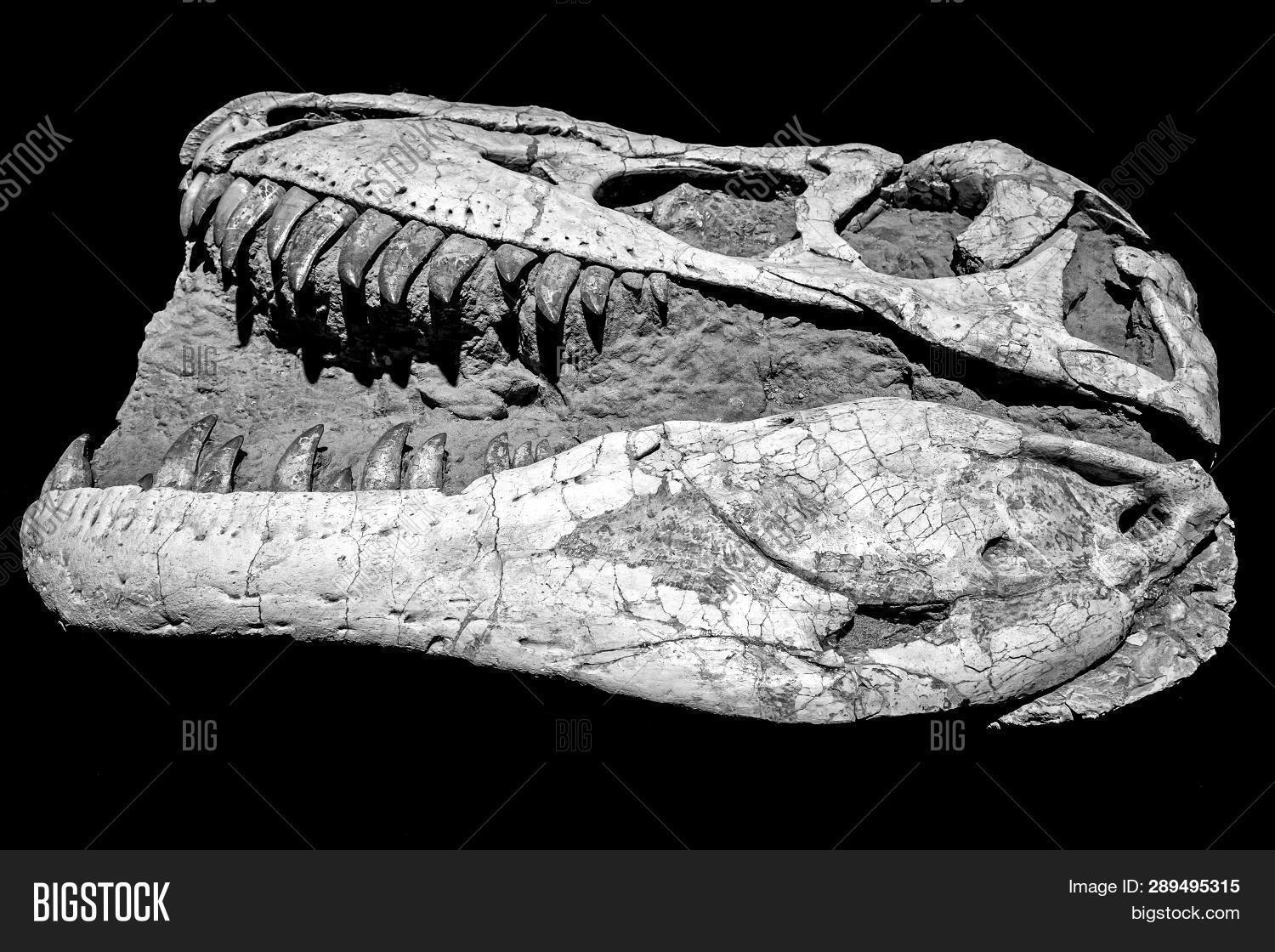 Dinosaur Fossil. Head Image & Photo (Free Trial) | Bigstock