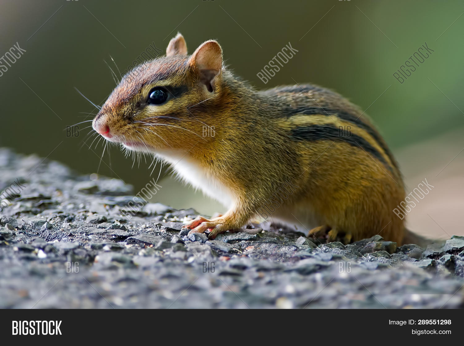 Chipmunk Foraging Image & Photo (Free Trial) | Bigstock