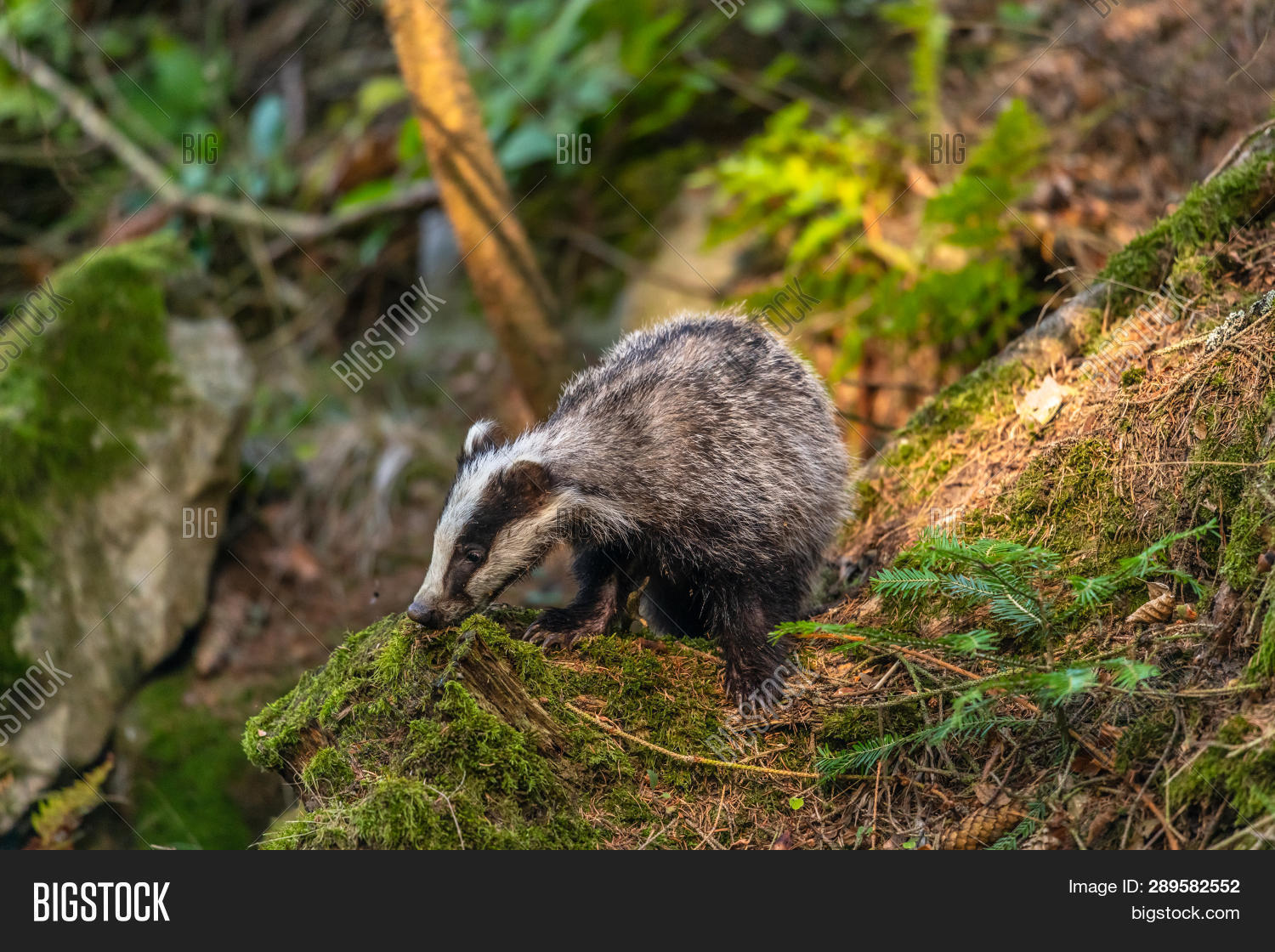 Badger Forest, Animal Image & Photo (Free Trial) | Bigstock