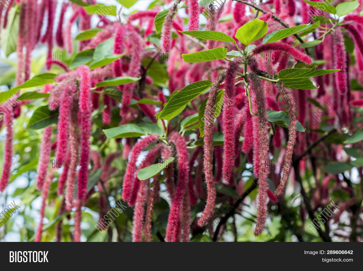 Flowering Shrub Image & Photo (Free Trial) | Bigstock
