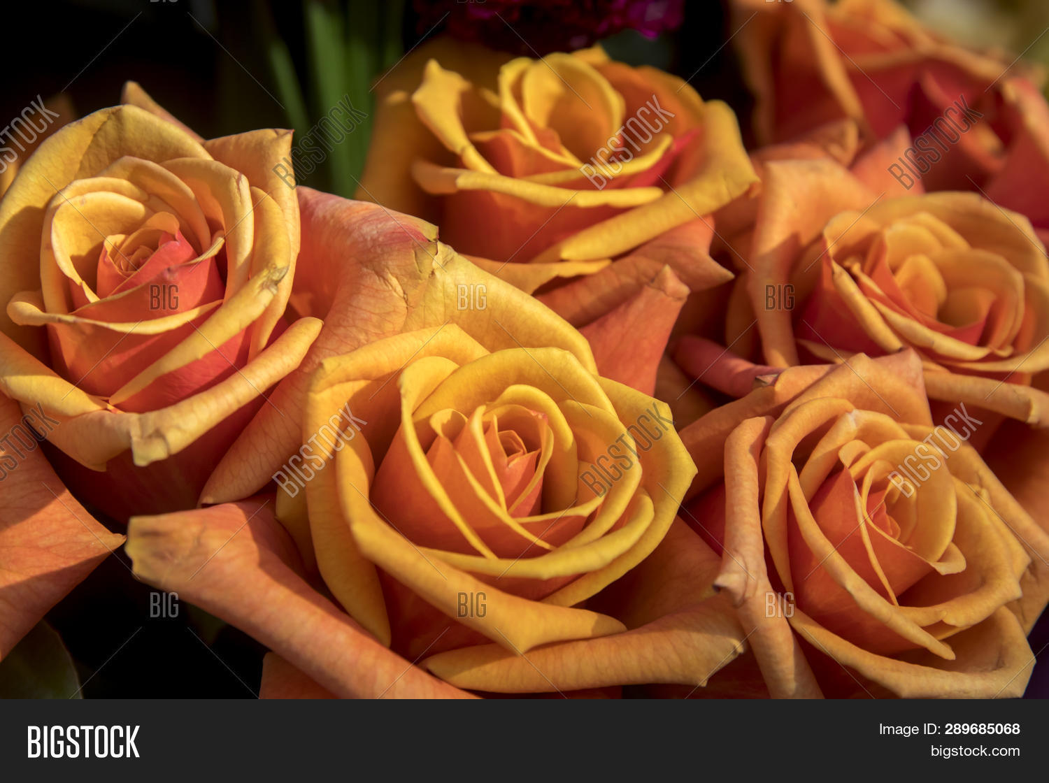 Orange Roses Bouquet Image & Photo (Free Trial) | Bigstock