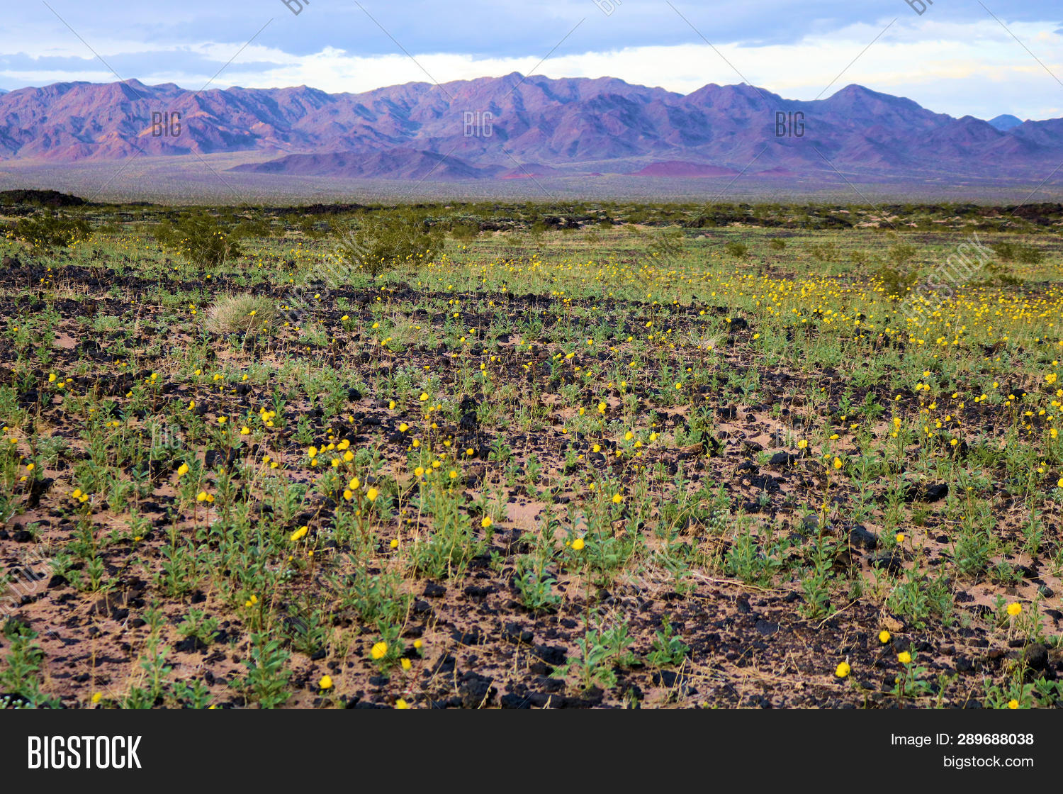 Chaparral Shrubs Image & Photo (Free Trial) | Bigstock