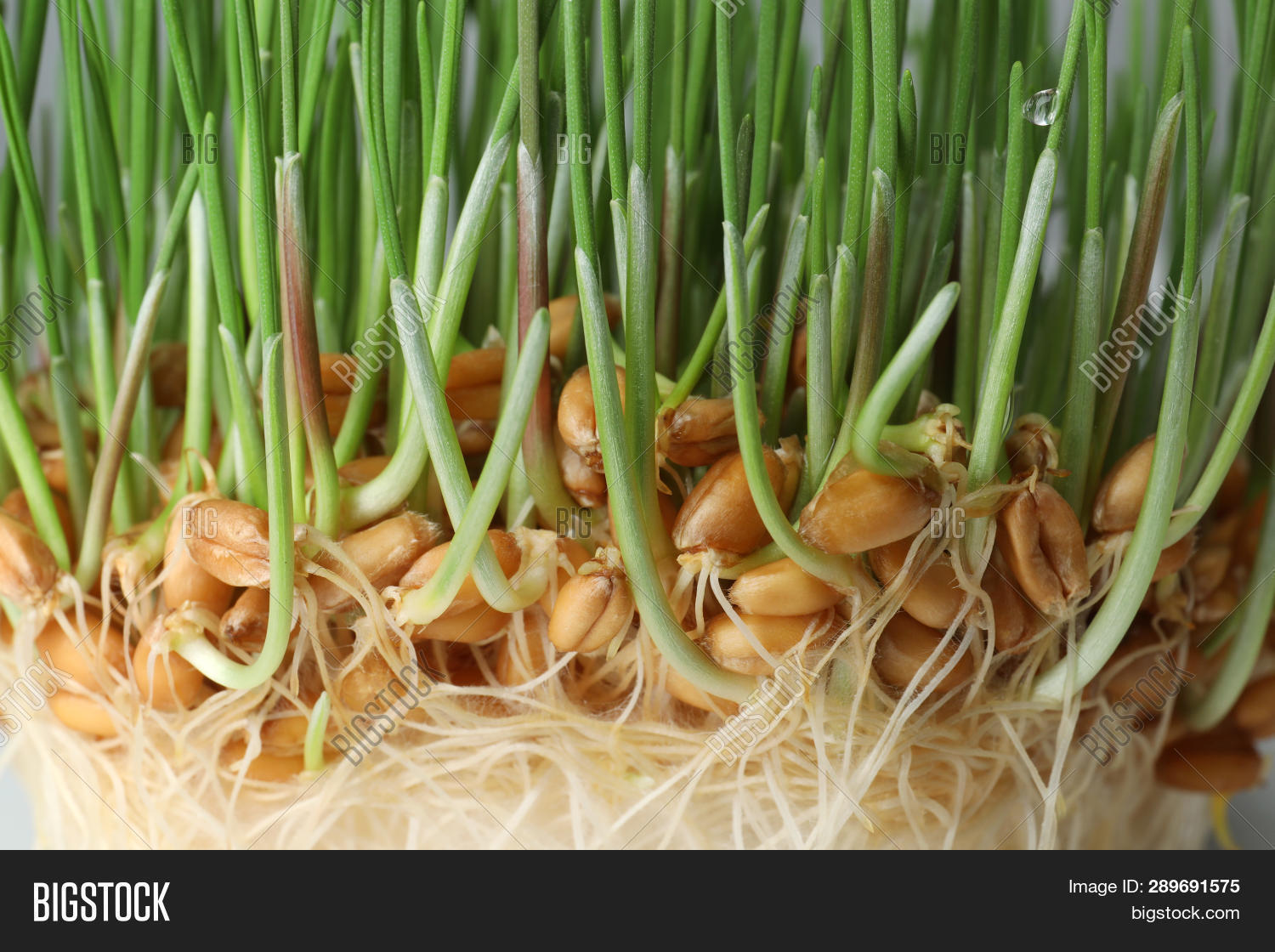 Sprouted Wheat Grass Image & Photo (Free Trial) | Bigstock