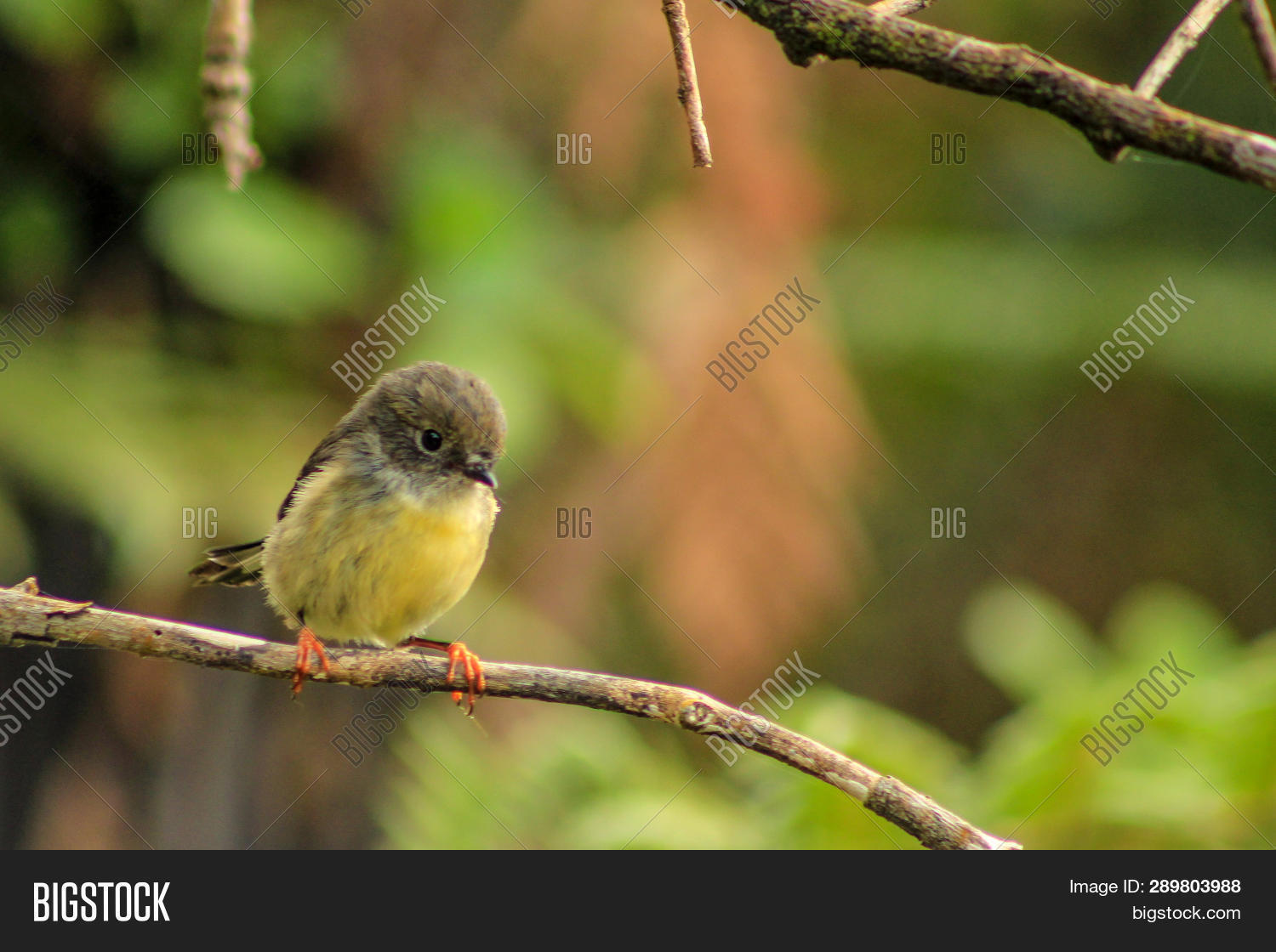 Female Tomtit, South Image & Photo (Free Trial) | Bigstock