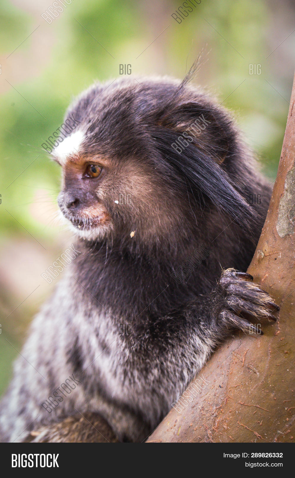 Sagui Monkey (mico Image & Photo (Free Trial) | Bigstock