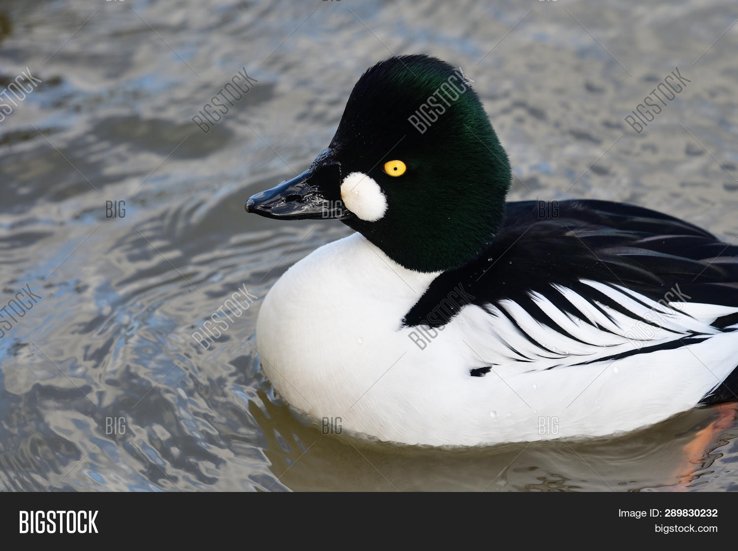 Close Goldeneye Duck Image & Photo (Free Trial) | Bigstock