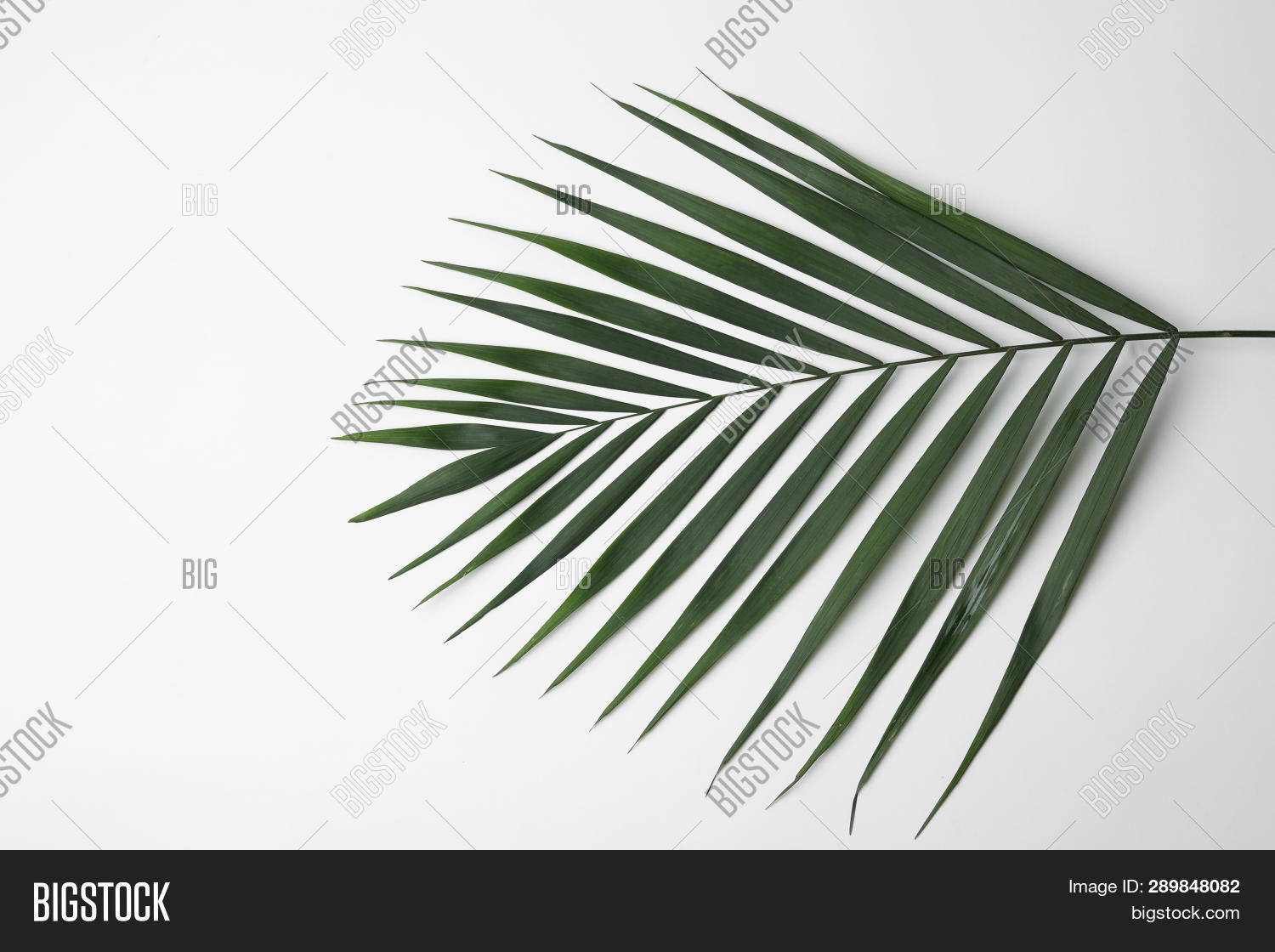 Leaf Tropical Palm Image & Photo (Free Trial) | Bigstock