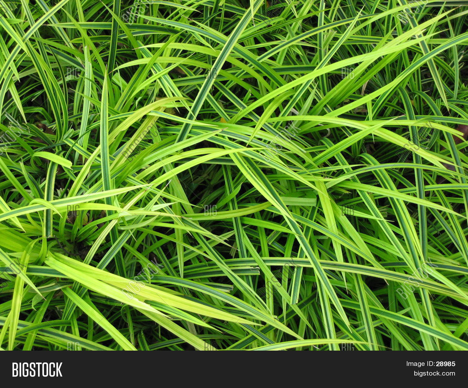 Long Lush Grass Image & Photo (Free Trial) | Bigstock