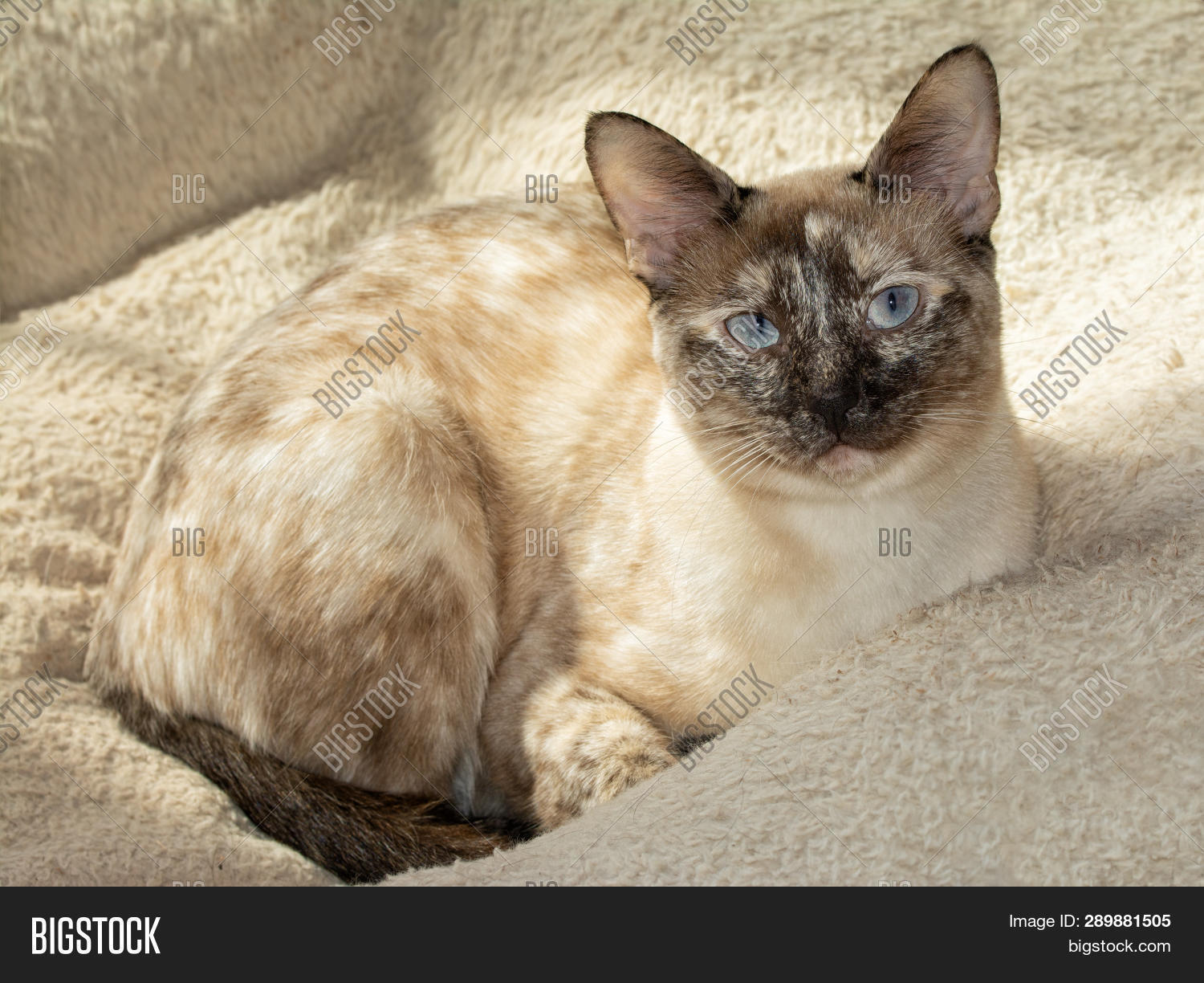 Tortie Point Siamese