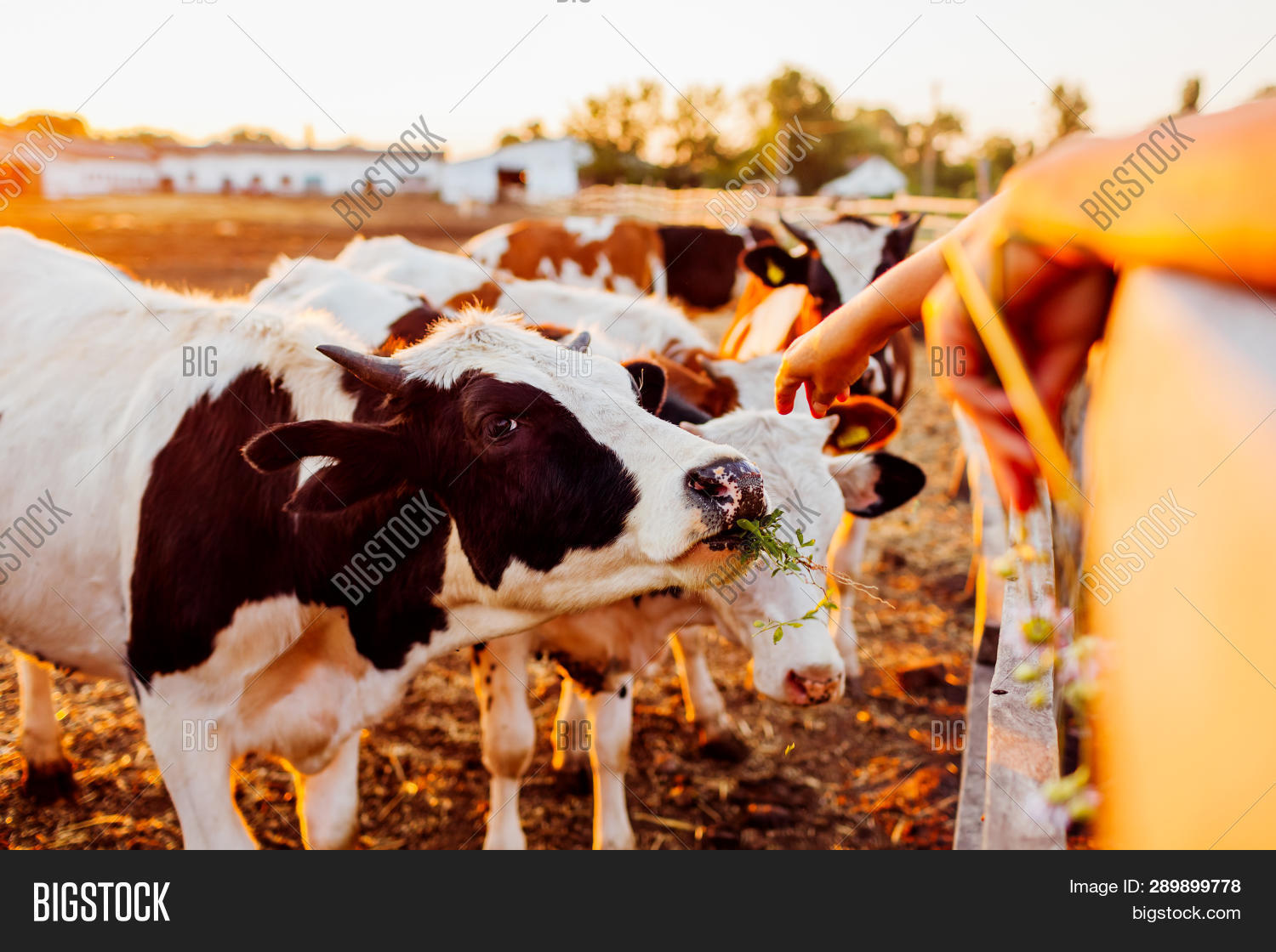 Farmer Feeding Cows Image & Photo (Free Trial) | Bigstock