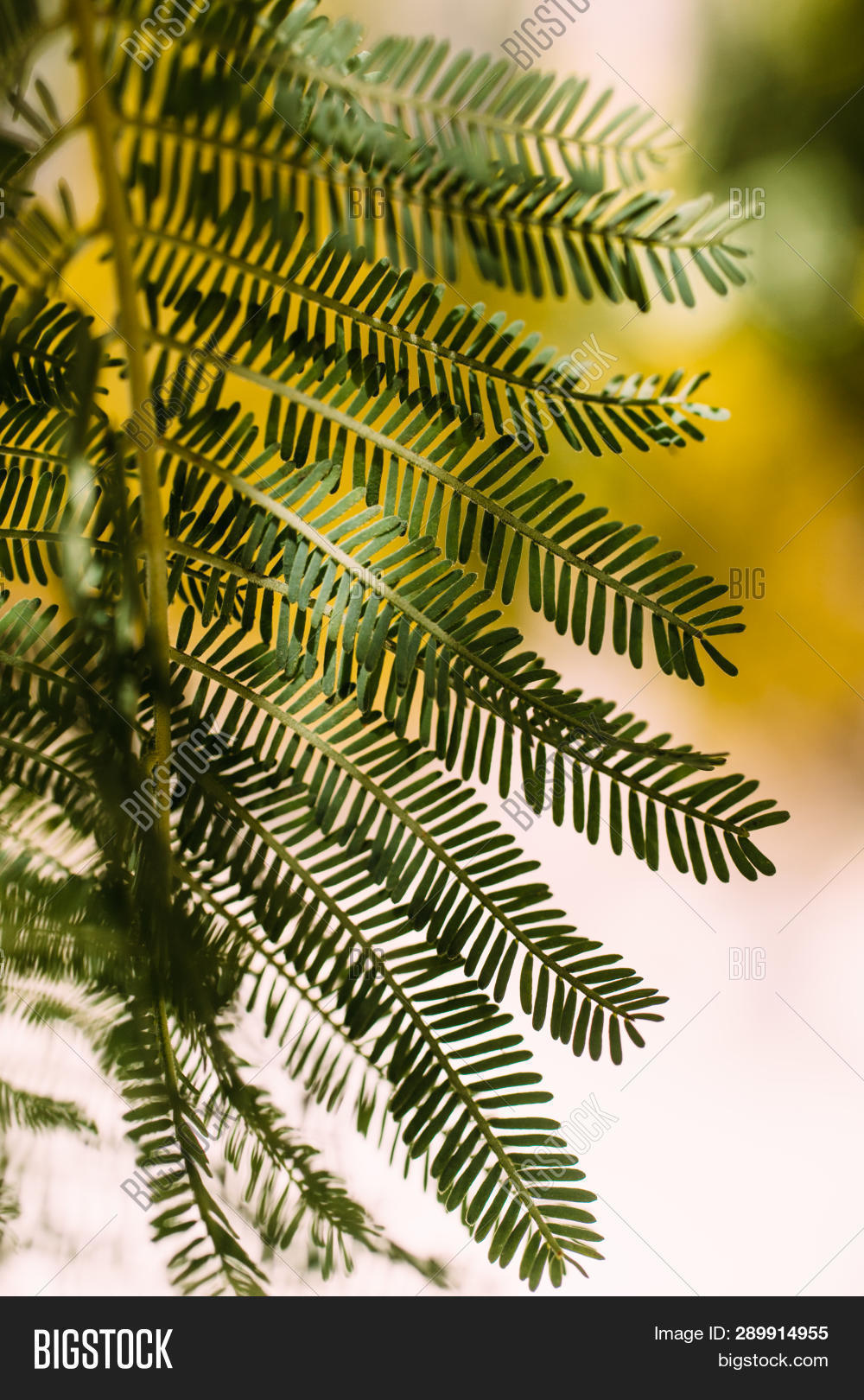 Acacia Green Leaves Image & Photo (Free Trial) | Bigstock