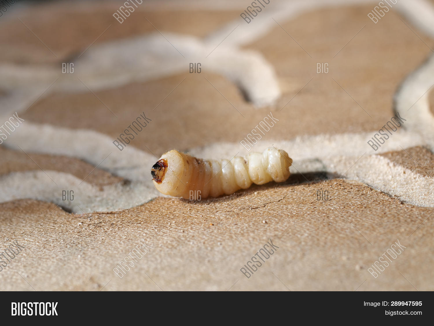 Larva Woodworm On Wood Image & Photo (Free Trial) | Bigstock