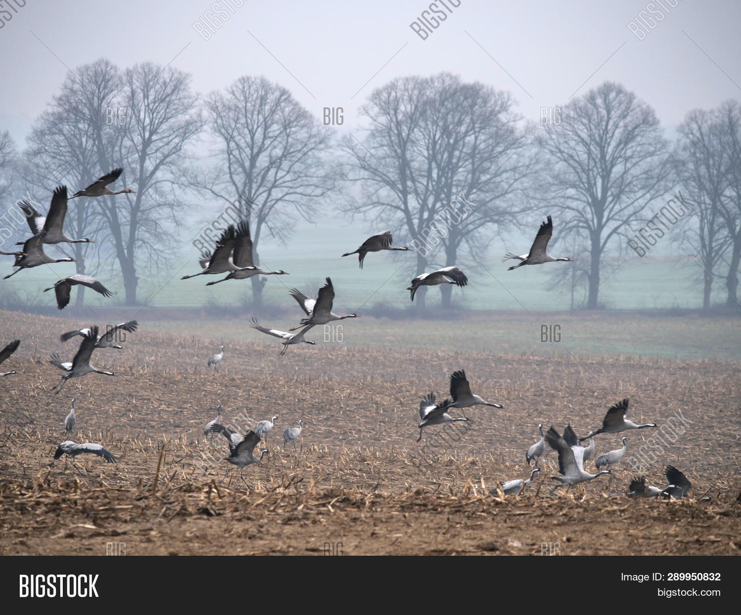 Birds Crane Morning On Image & Photo (Free Trial) | Bigstock