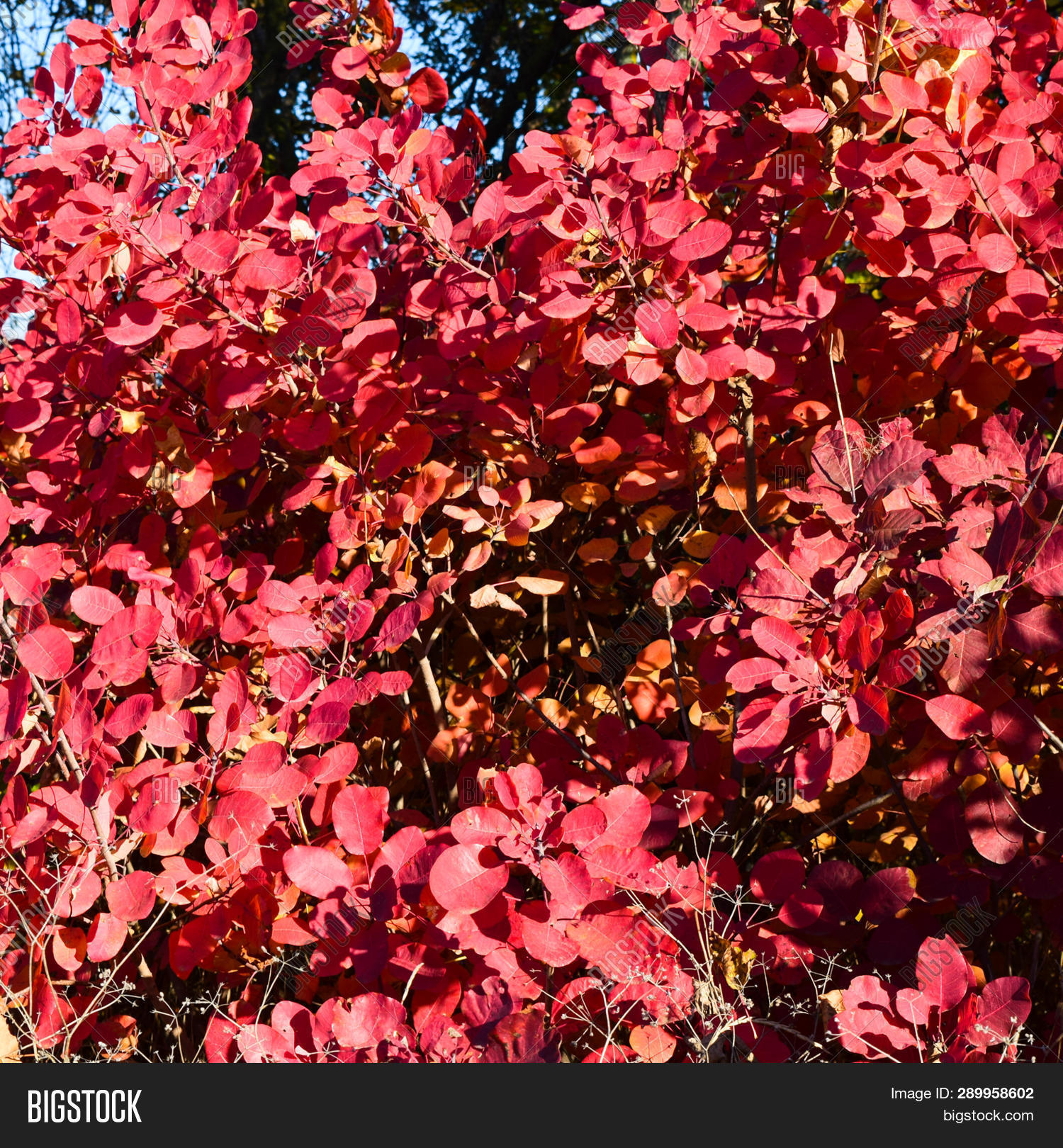 Autumn Red Color Image & Photo (Free Trial) | Bigstock