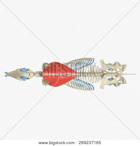 3d Rendered Medically Image & Photo (Free Trial) | Bigstock