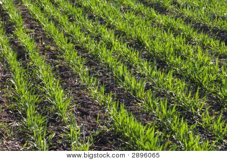 Row Wheat On Land Image & Photo (Free Trial) | Bigstock
