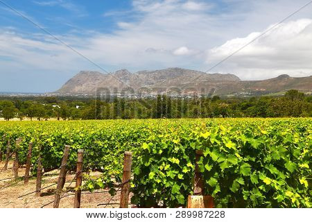 Wine Farms Cape Town Image & Photo (Free Trial) | Bigstock