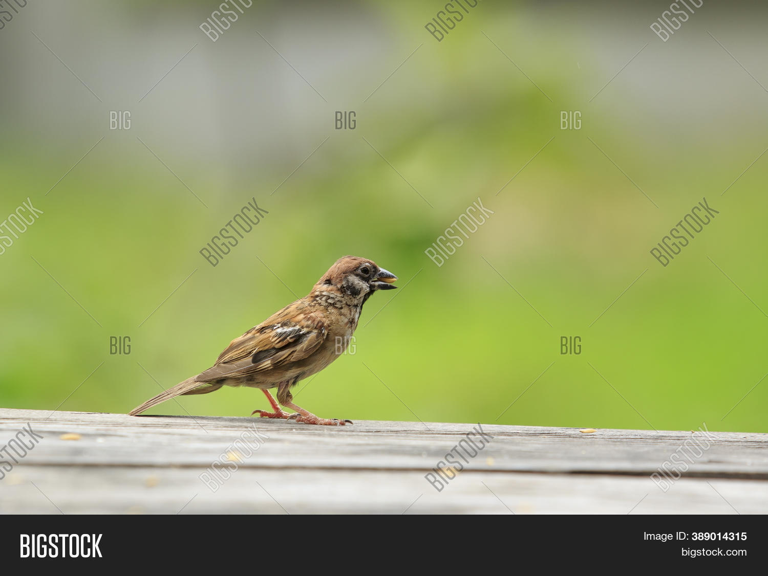 Sparrow Bird Eating Image & Photo (Free Trial) | Bigstock