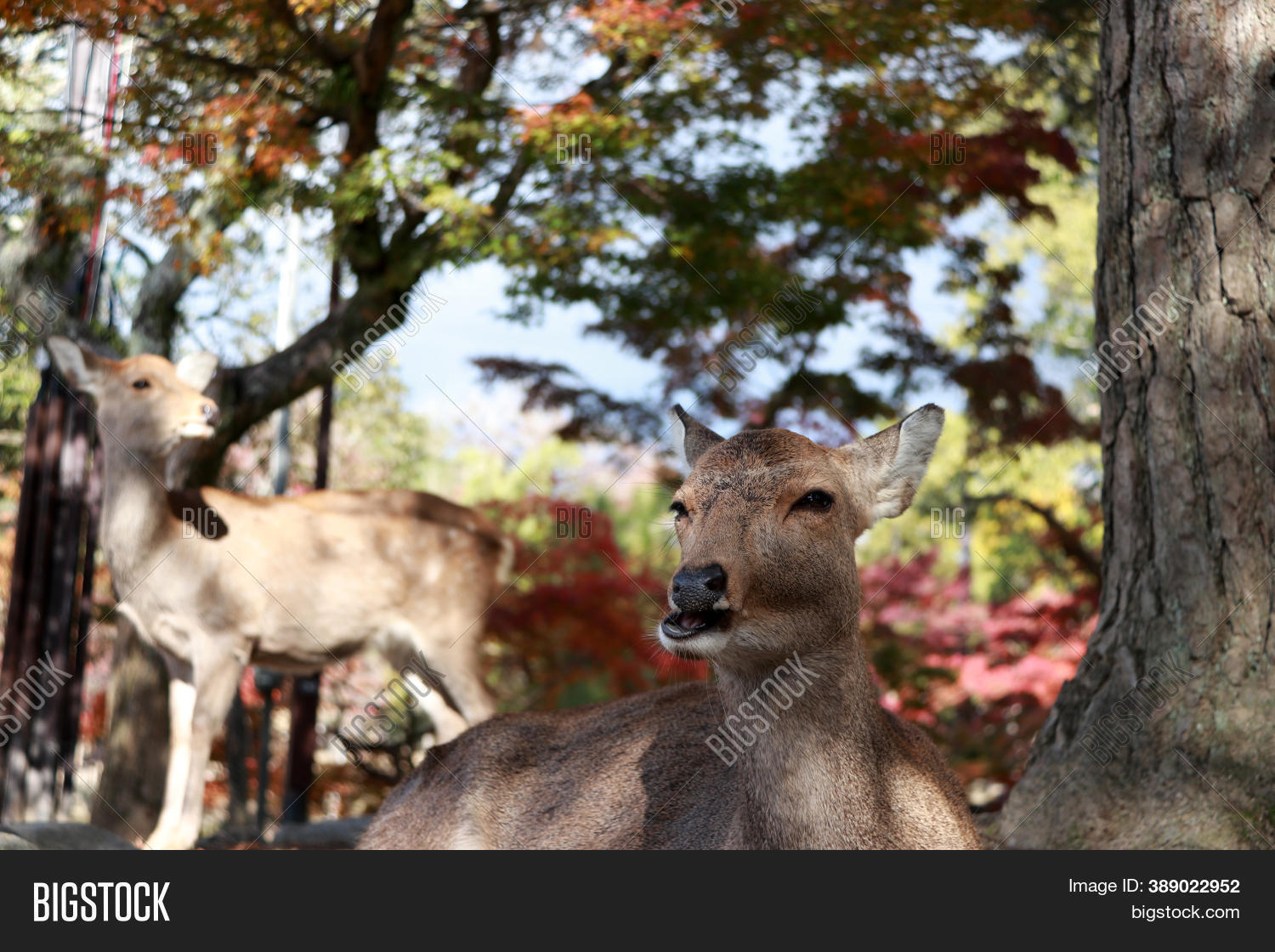 Deer Laying Down On Image & Photo (Free Trial) | Bigstock