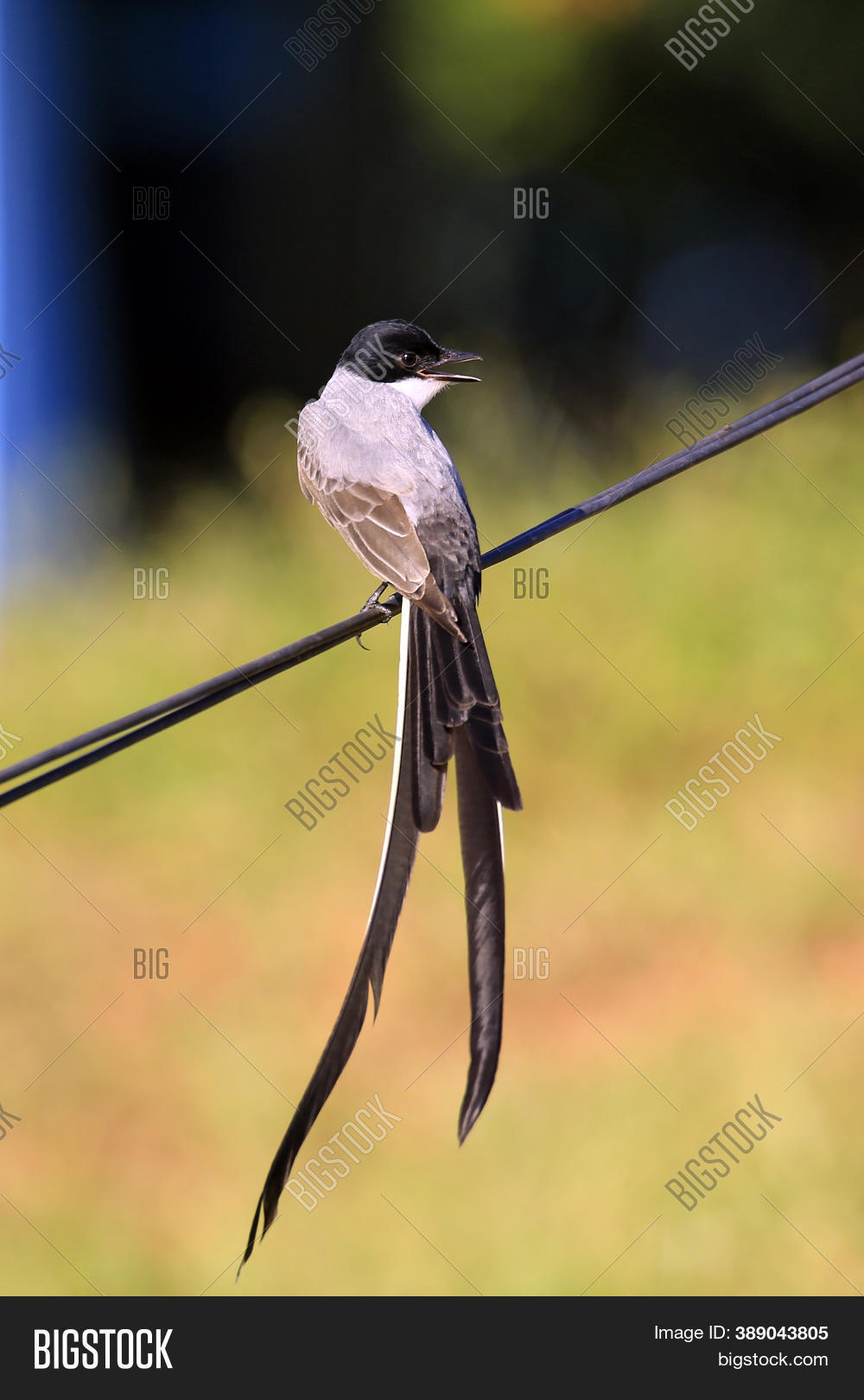 Fork-tailed Flycatcher Image & Photo (Free Trial) | Bigstock