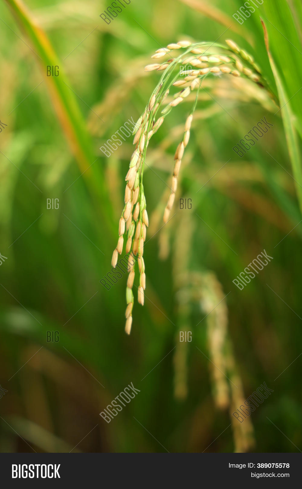 Rice Whole Grain Farm Image & Photo (Free Trial) | Bigstock