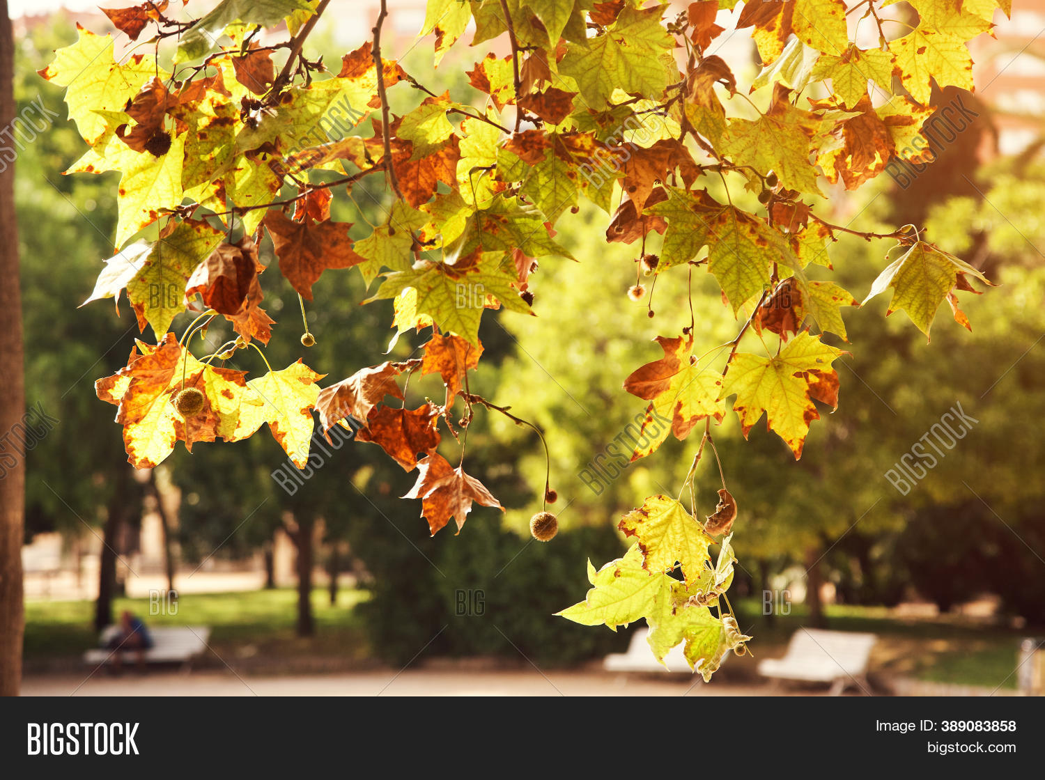 Sycamore Branch Yellow Image & Photo (Free Trial) | Bigstock