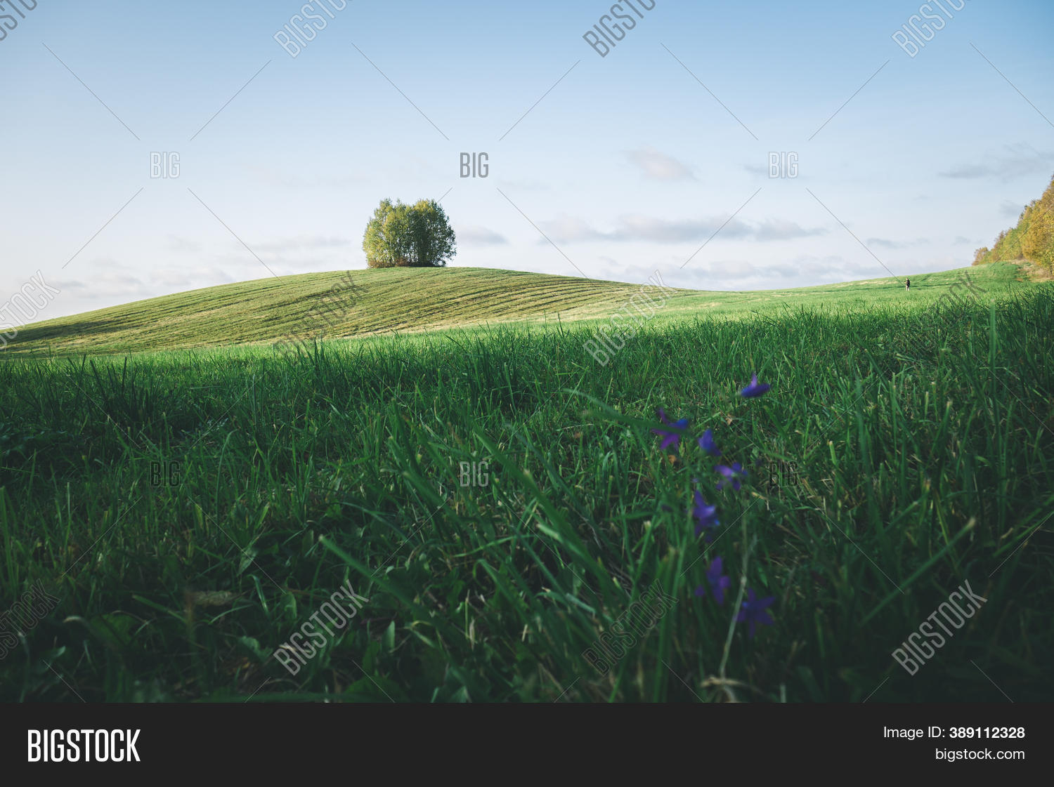 Large Field Tall Green Image & Photo (Free Trial) | Bigstock