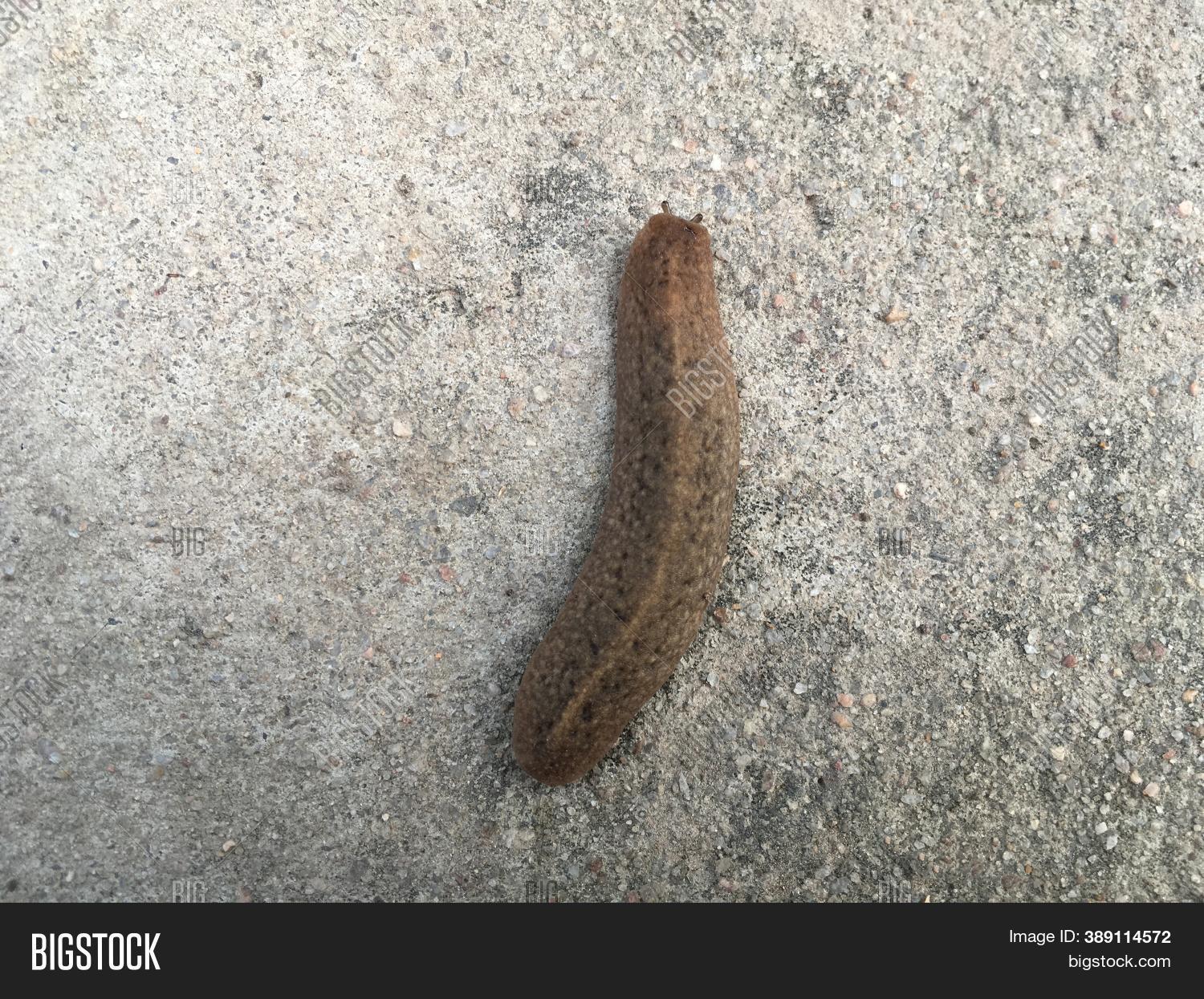 Close Small Slug On Image & Photo (Free Trial) | Bigstock