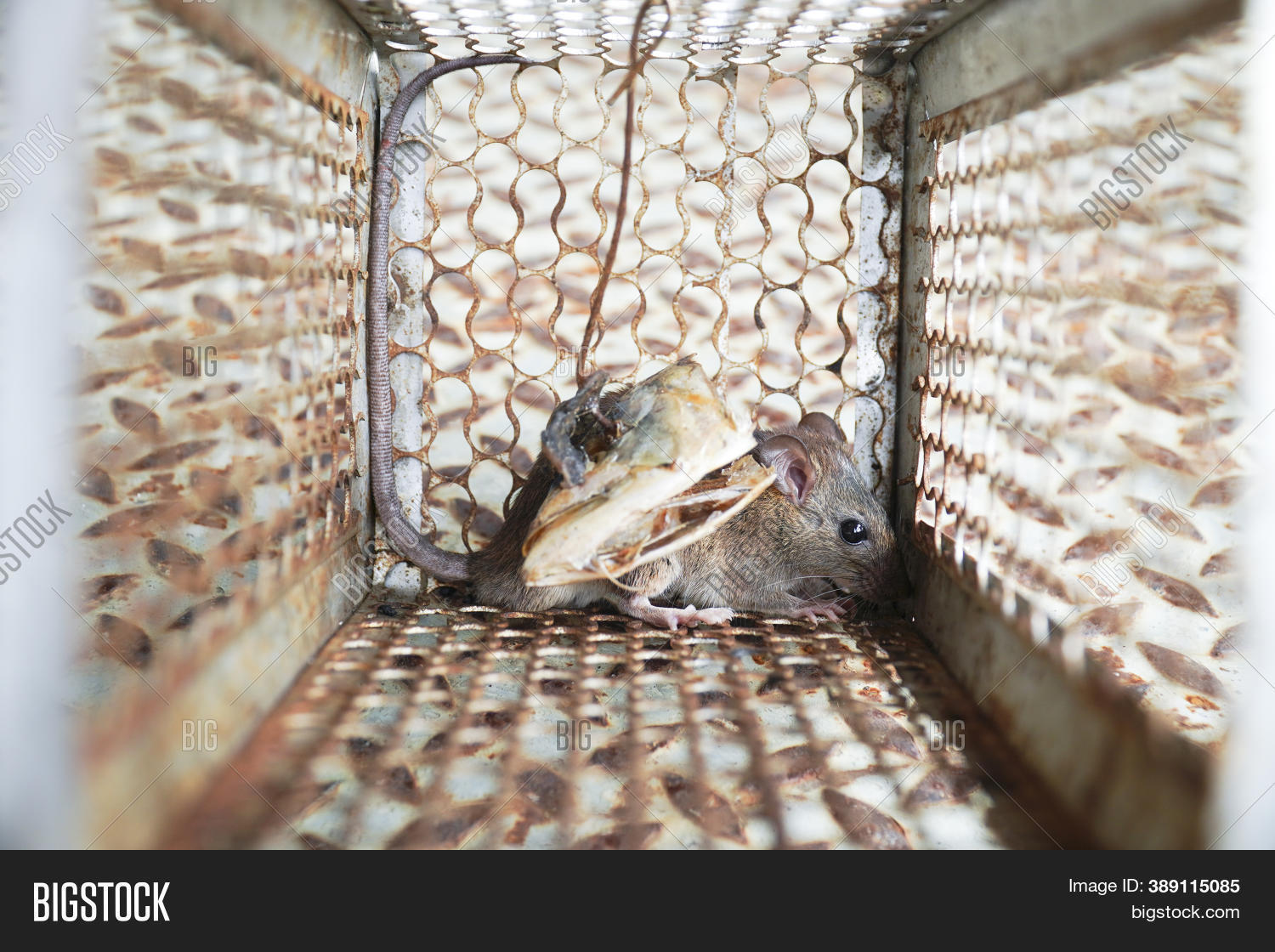 Close- Rat Trapped Image & Photo (Free Trial) | Bigstock