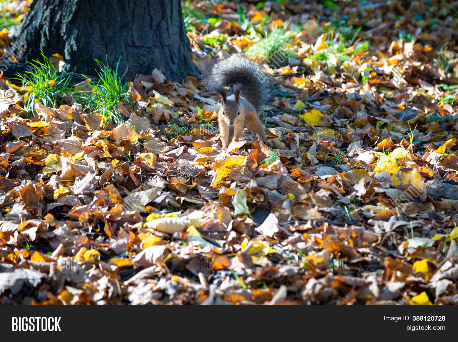Squirrel Runs Along Image & Photo (Free Trial) | Bigstock