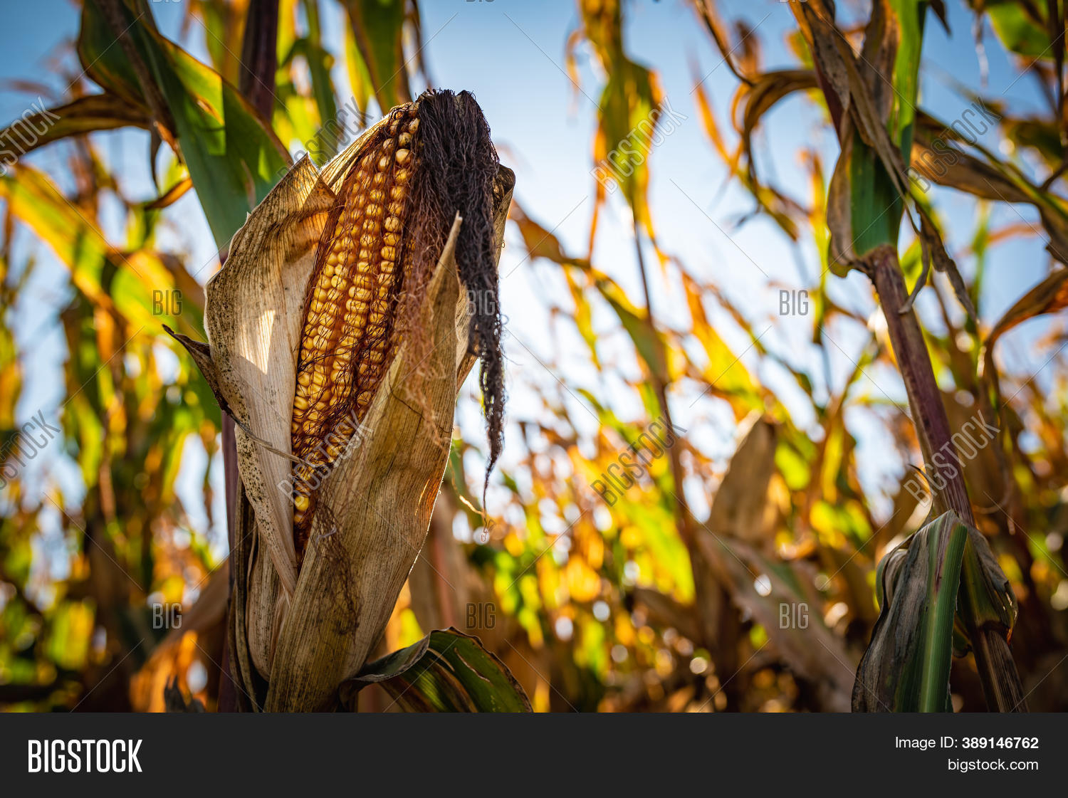Yellow Corn Image & Photo (Free Trial) | Bigstock