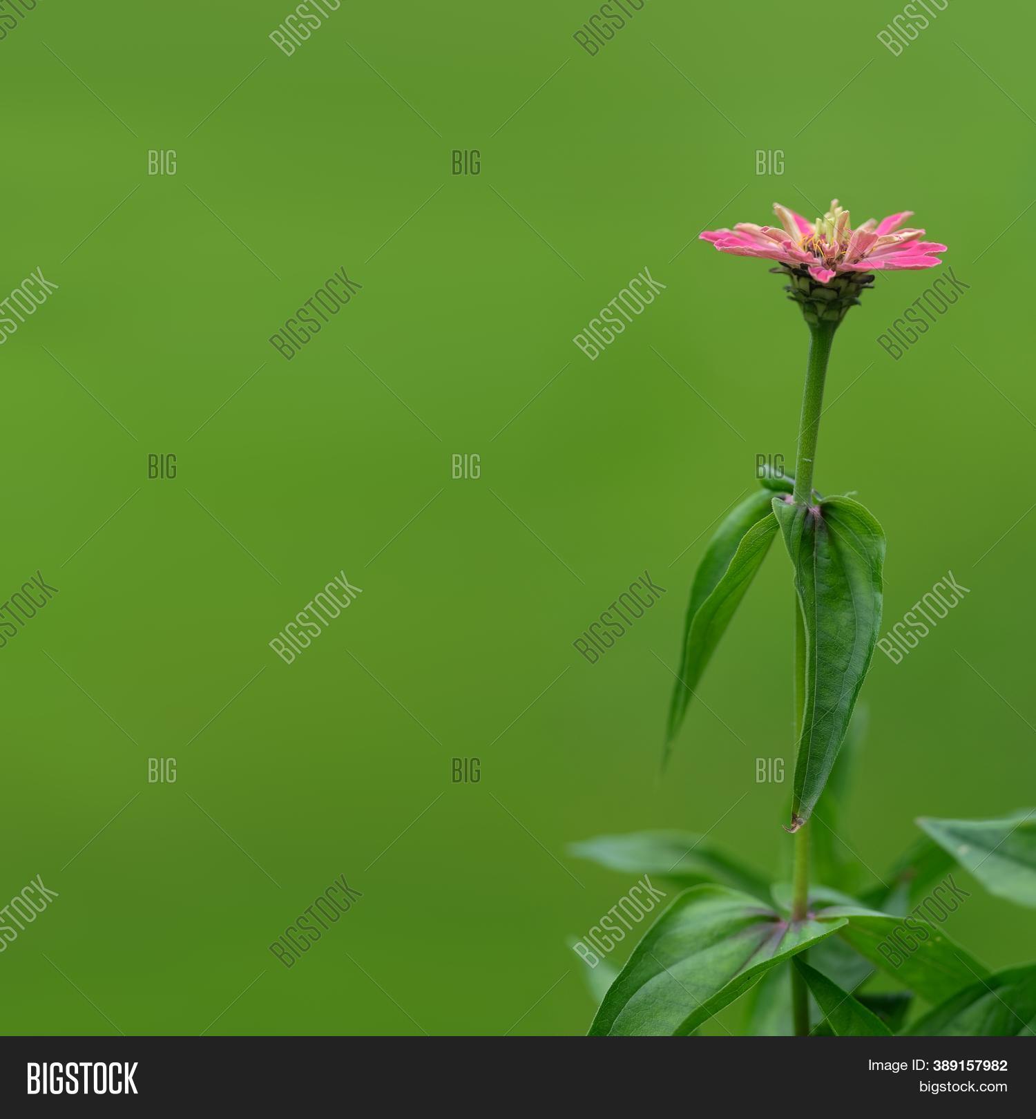 Flower Composition Image & Photo (Free Trial) | Bigstock