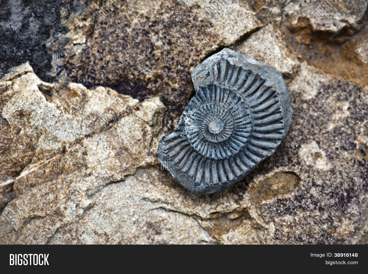 Fossil On Red Stone Image & Photo (Free Trial) | Bigstock