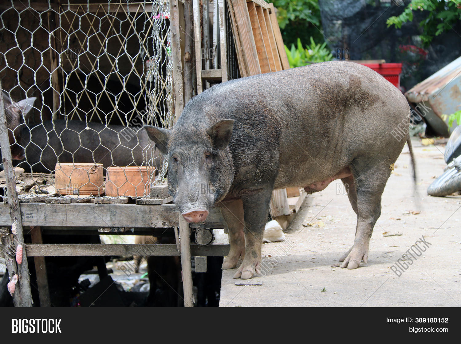 Black Big Pig Stand On Image & Photo (Free Trial) | Bigstock