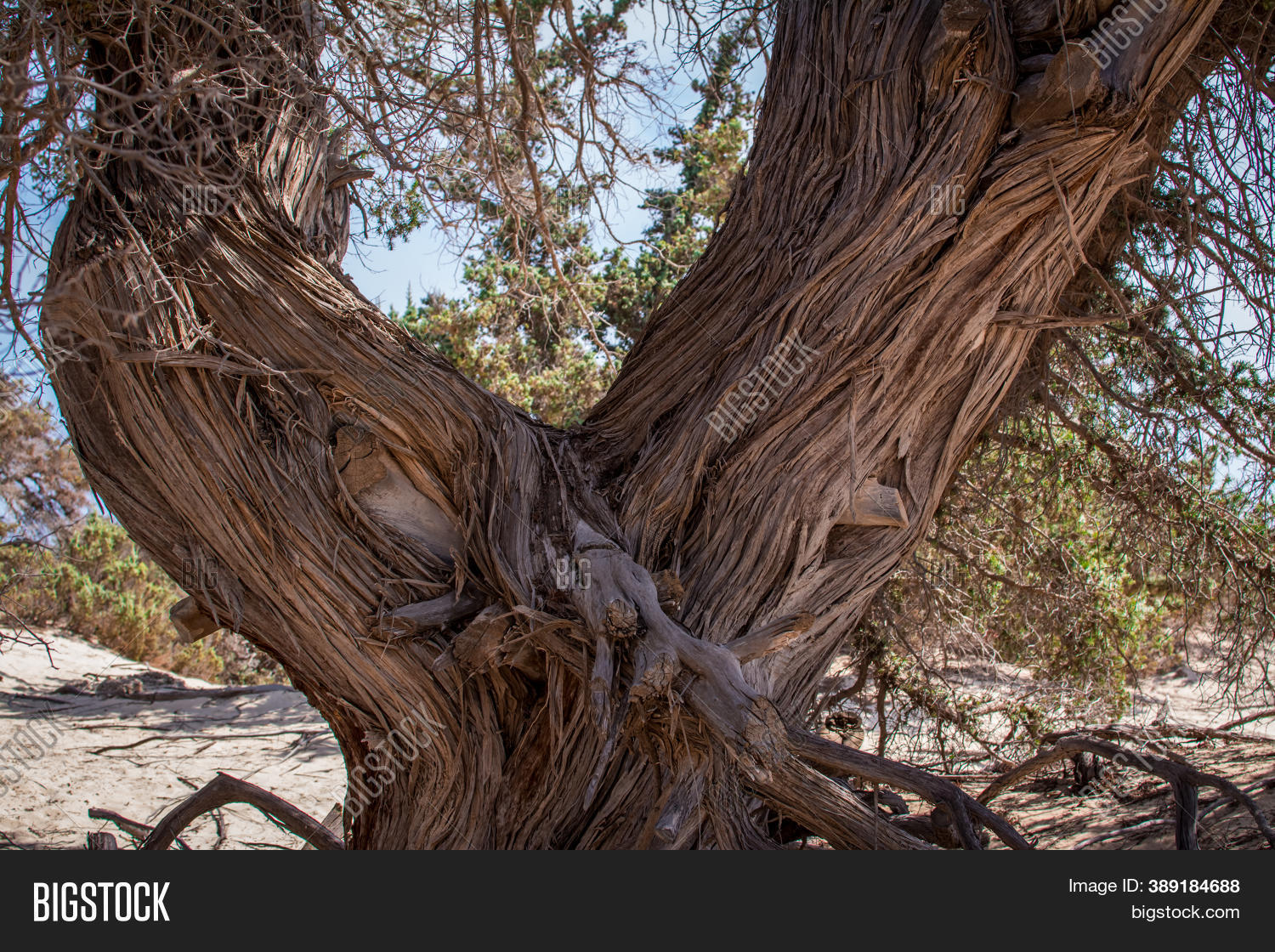 Dried Cedar Tree , Image & Photo (Free Trial) | Bigstock