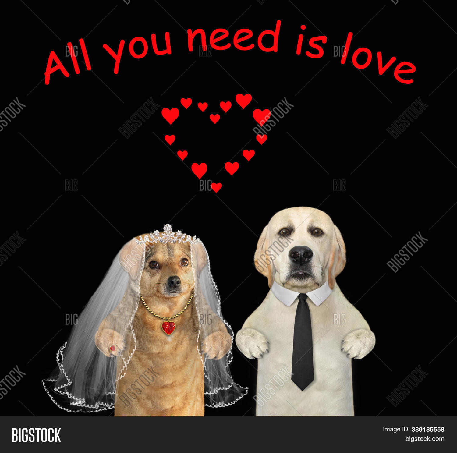 Couple Dogs Getting Image & Photo (Free Trial) | Bigstock