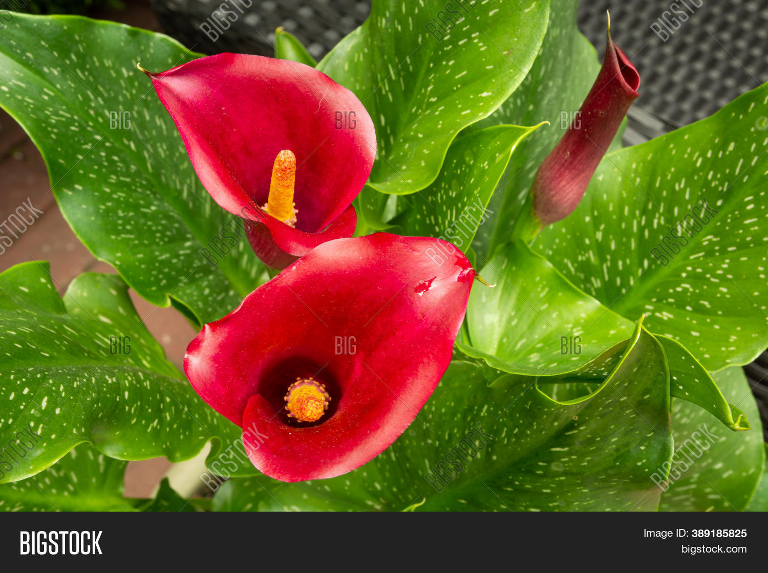 Red Flowers Calla Lily Image & Photo (Free Trial) | Bigstock
