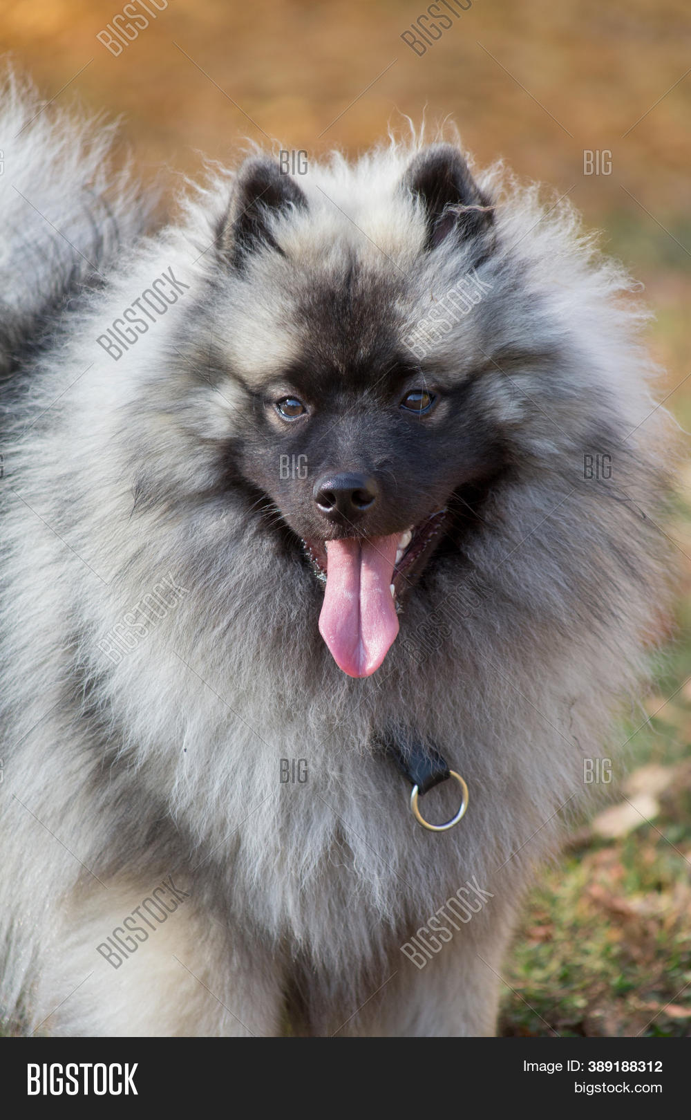 Portrait Wolfspitz Image & Photo (Free Trial) | Bigstock