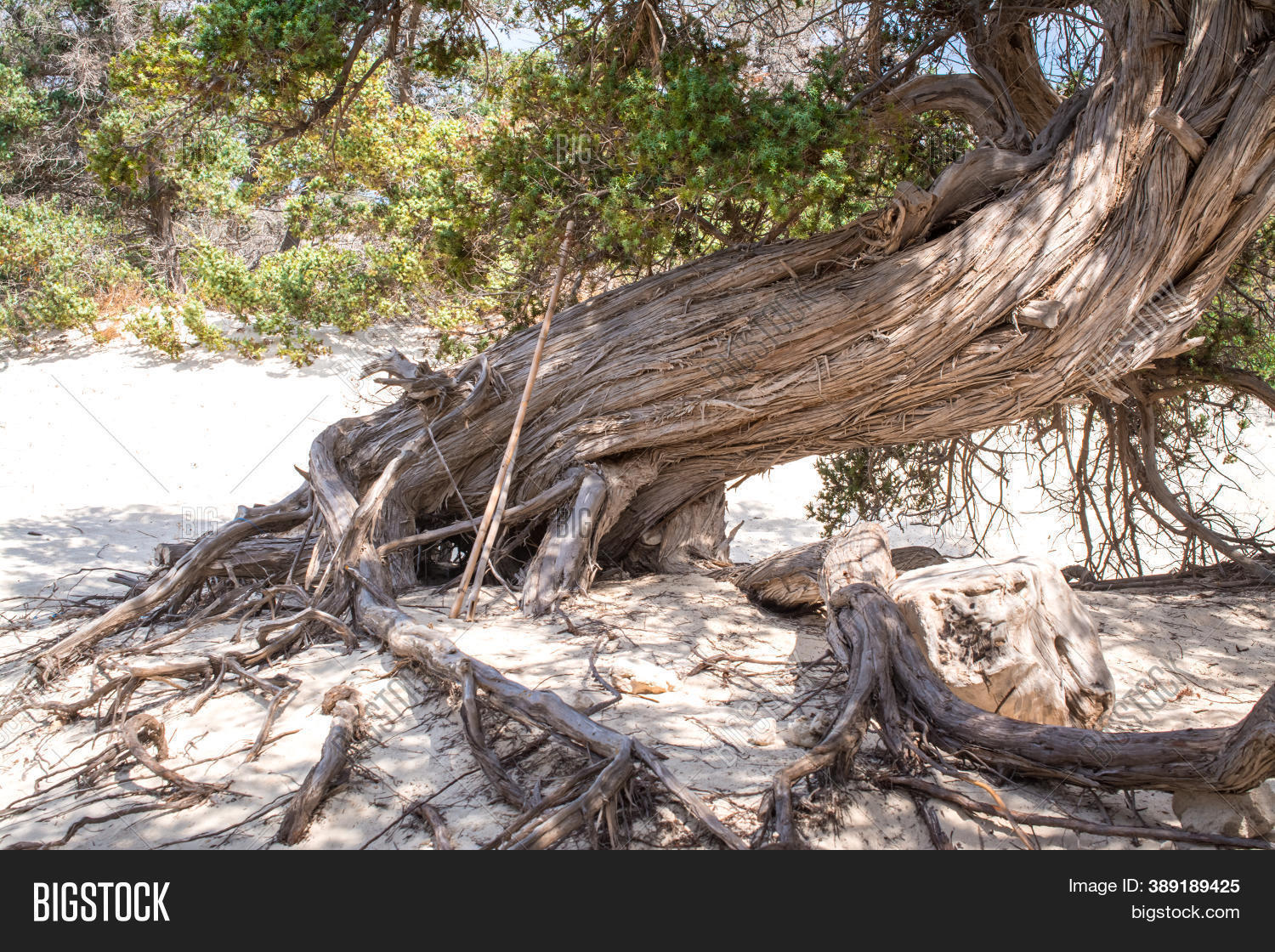 Detail Dried Cedar Image & Photo (Free Trial) | Bigstock