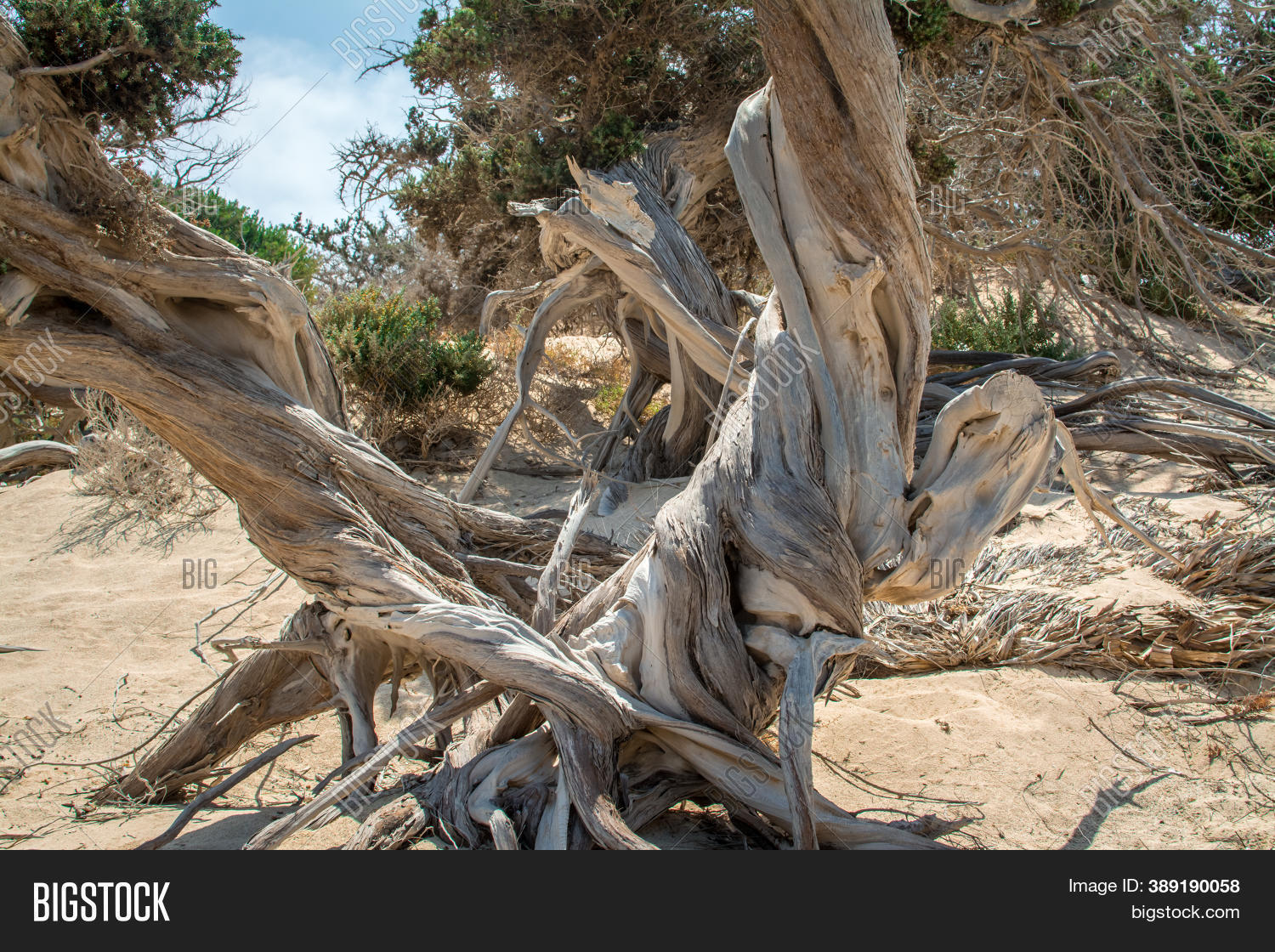 Detail Dried Cedar Image & Photo (Free Trial) | Bigstock