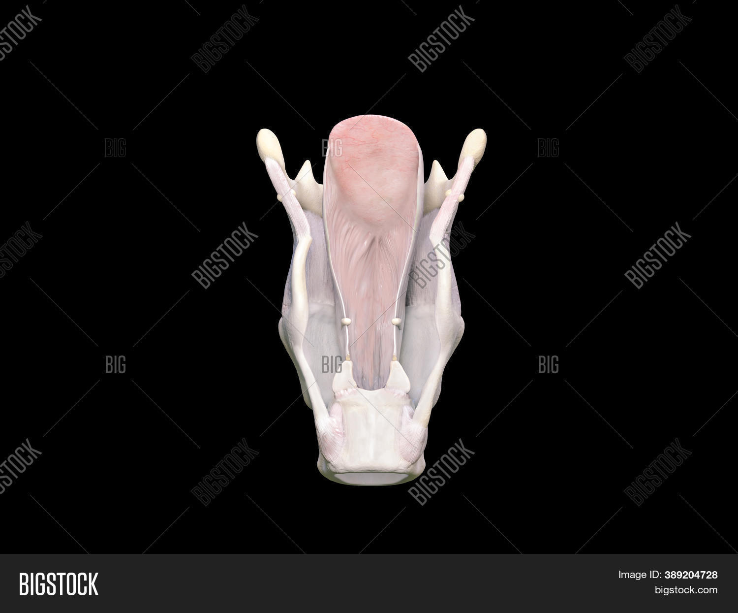 Anatomy Larynx 3d Image & Photo (Free Trial) | Bigstock