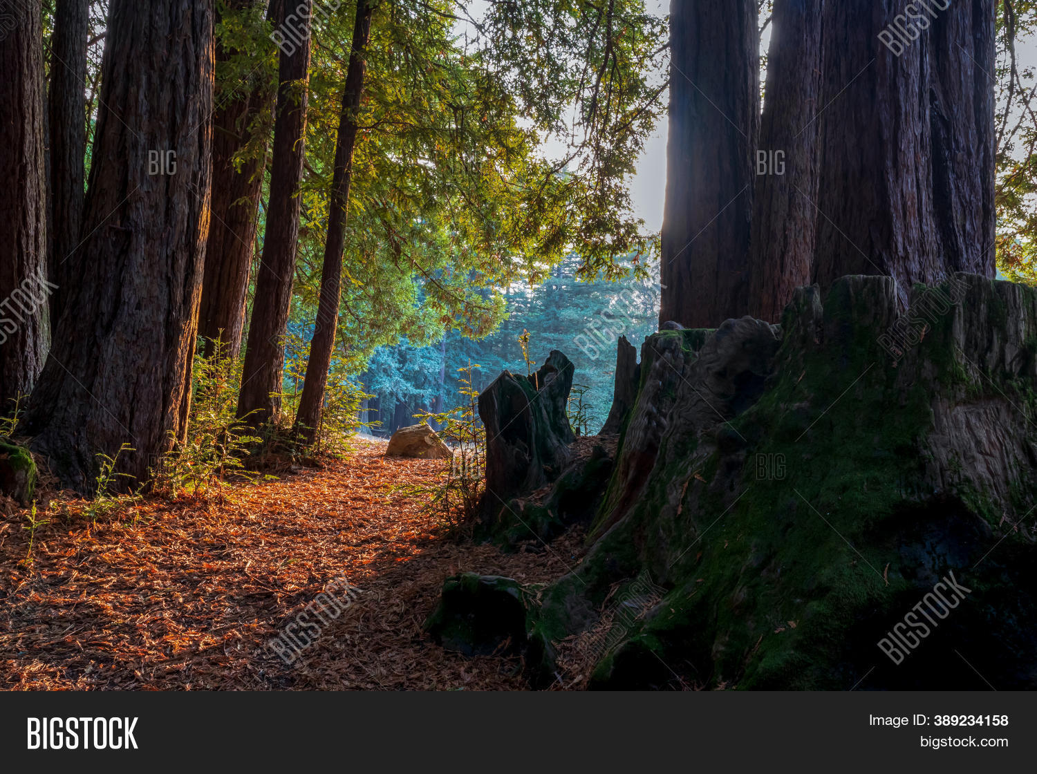 Redwood Forest Image & Photo (Free Trial) | Bigstock
