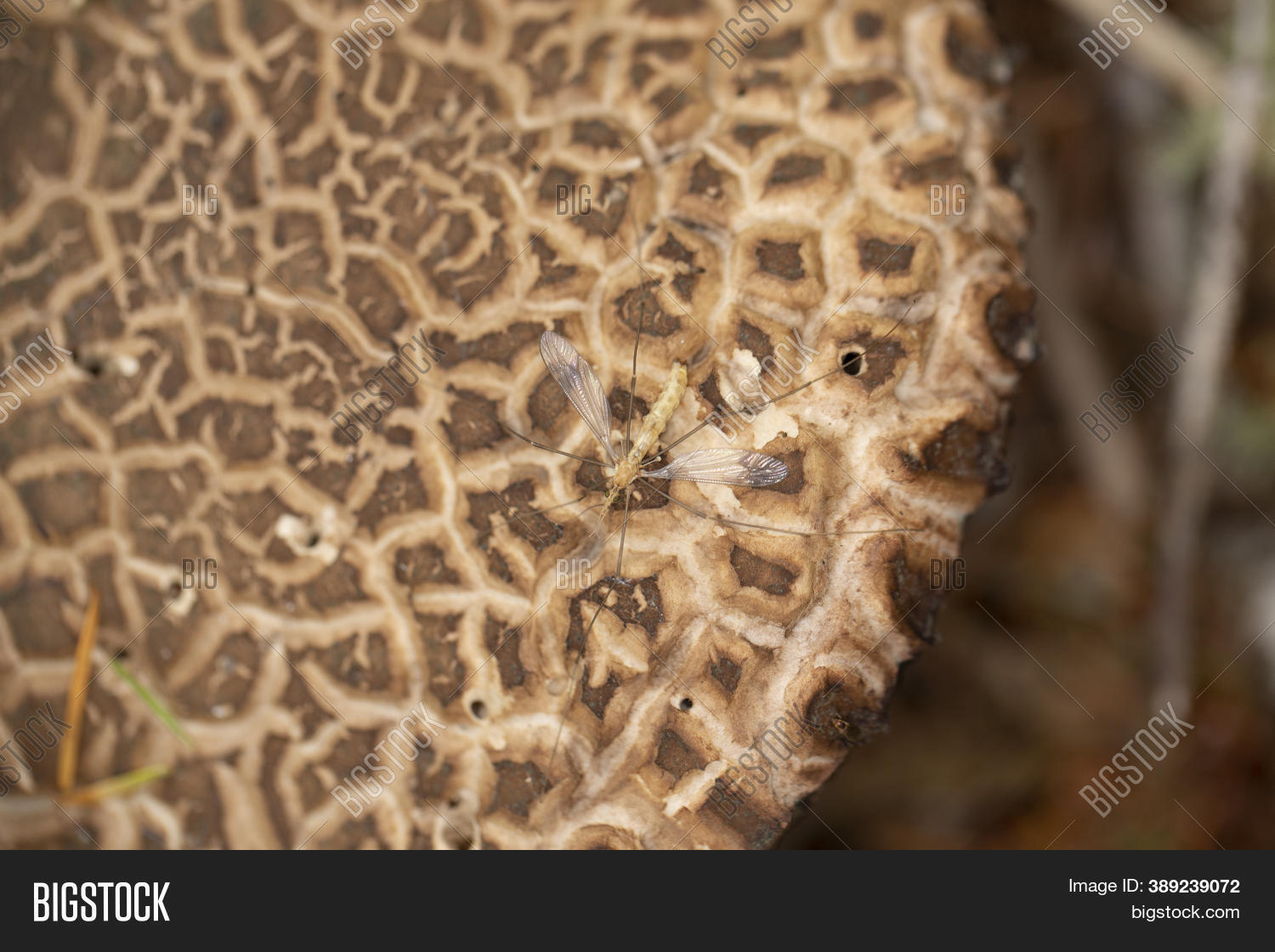 Top Mushroom Texture Image & Photo (Free Trial) | Bigstock