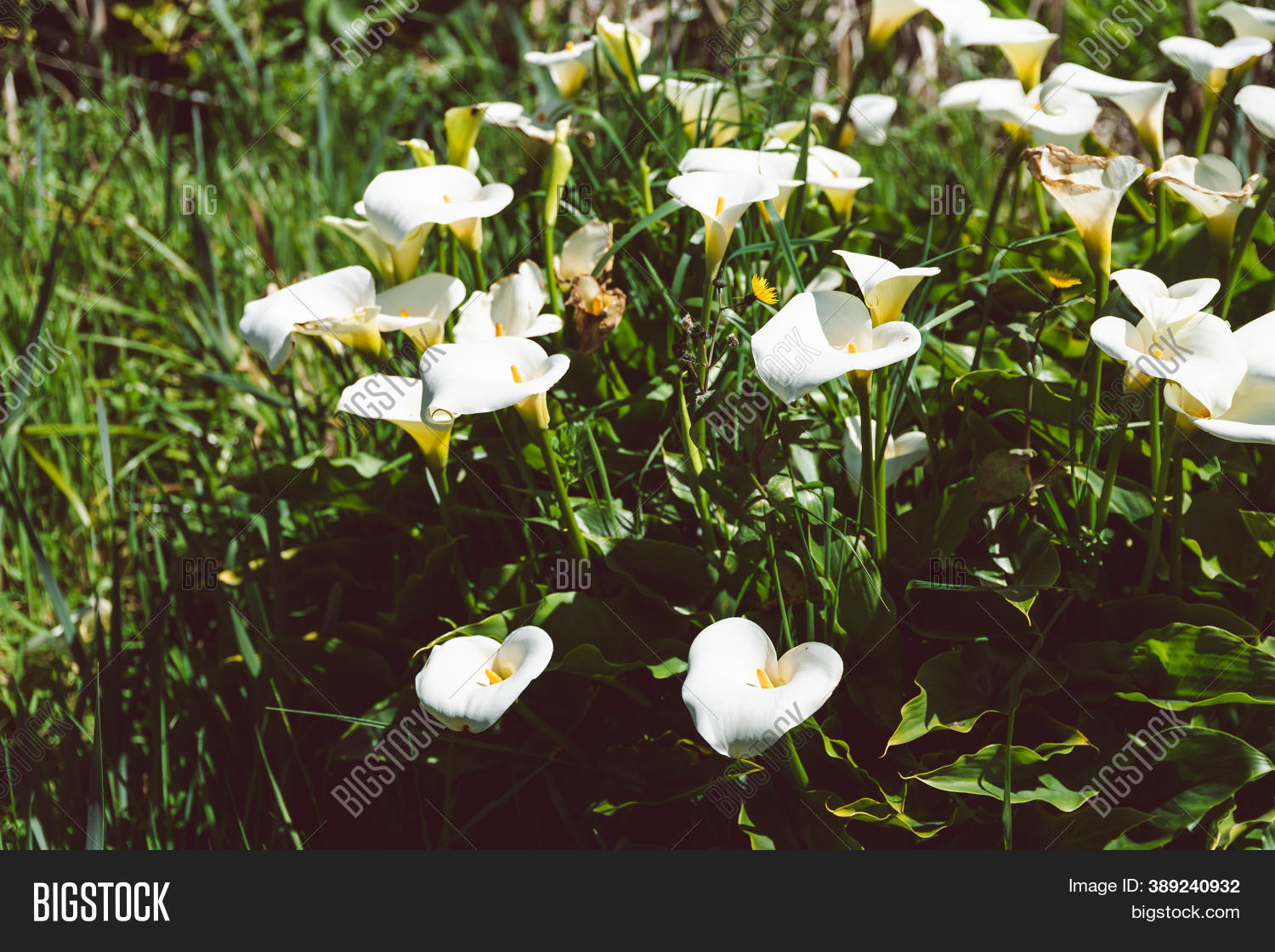 Close- Calla Arum Image & Photo (Free Trial) | Bigstock