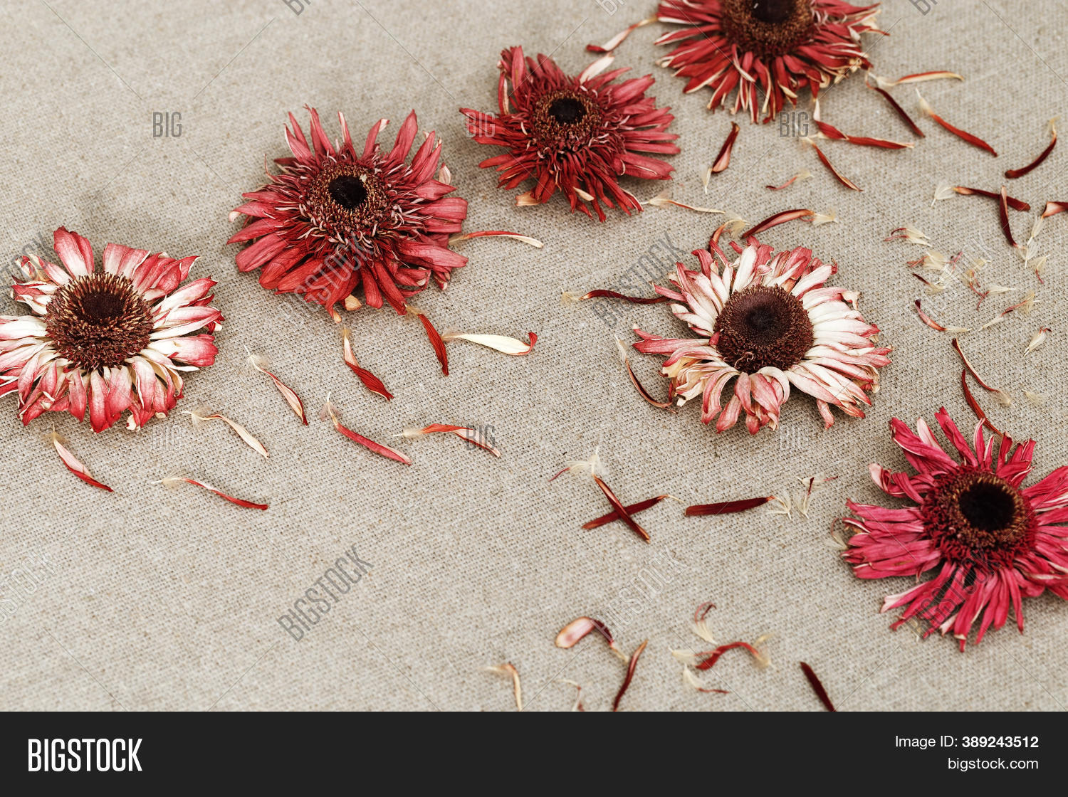 Six Red Dry Gerbera Image & Photo (Free Trial) | Bigstock