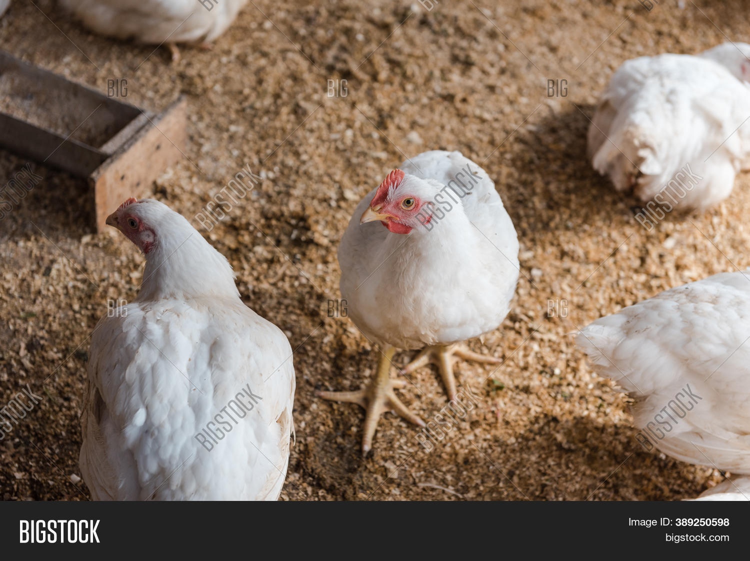 Chickens Pen. Domestic Image & Photo (Free Trial) | Bigstock