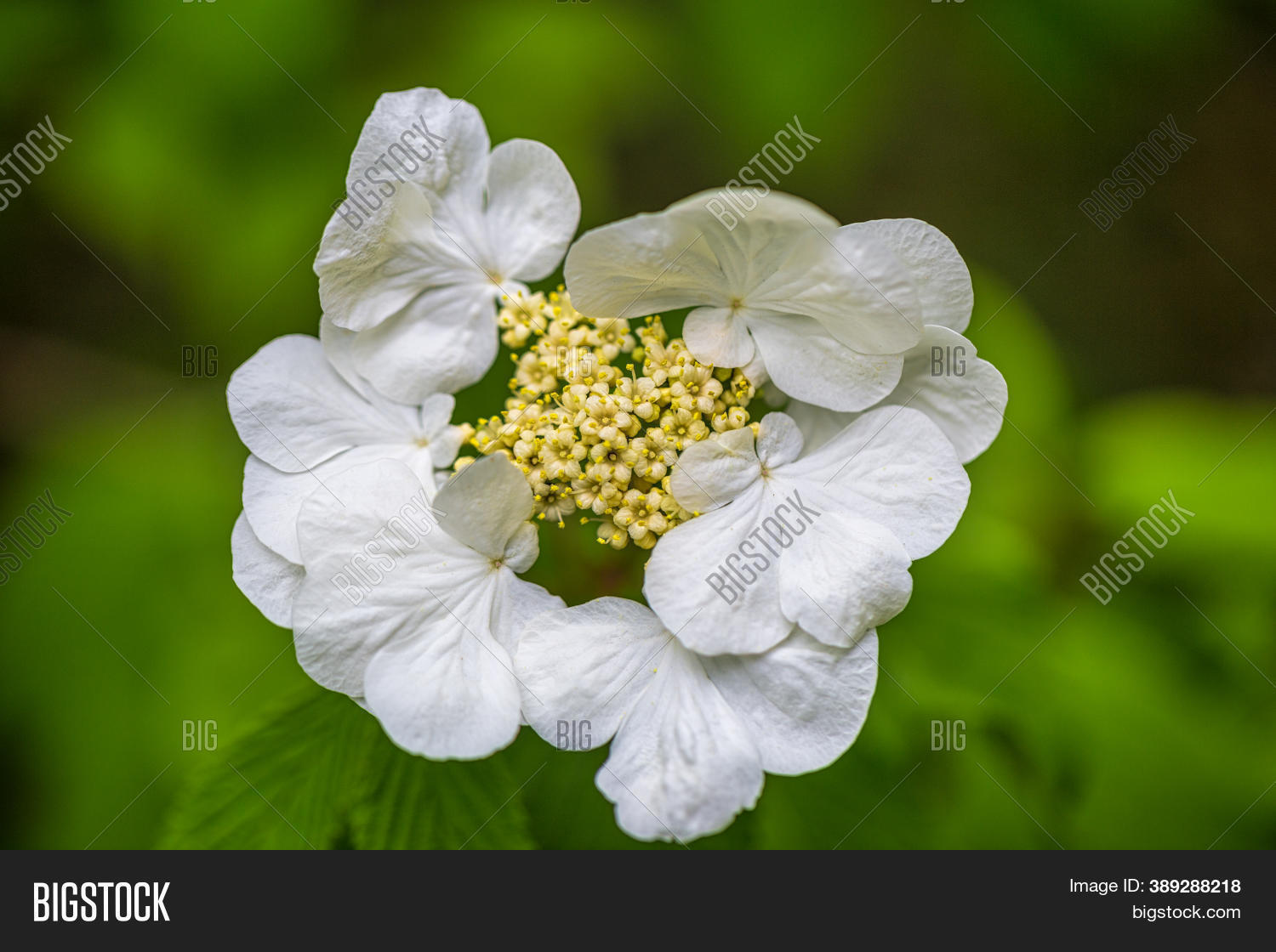Viburnum Opulus, Image & Photo (Free Trial) | Bigstock